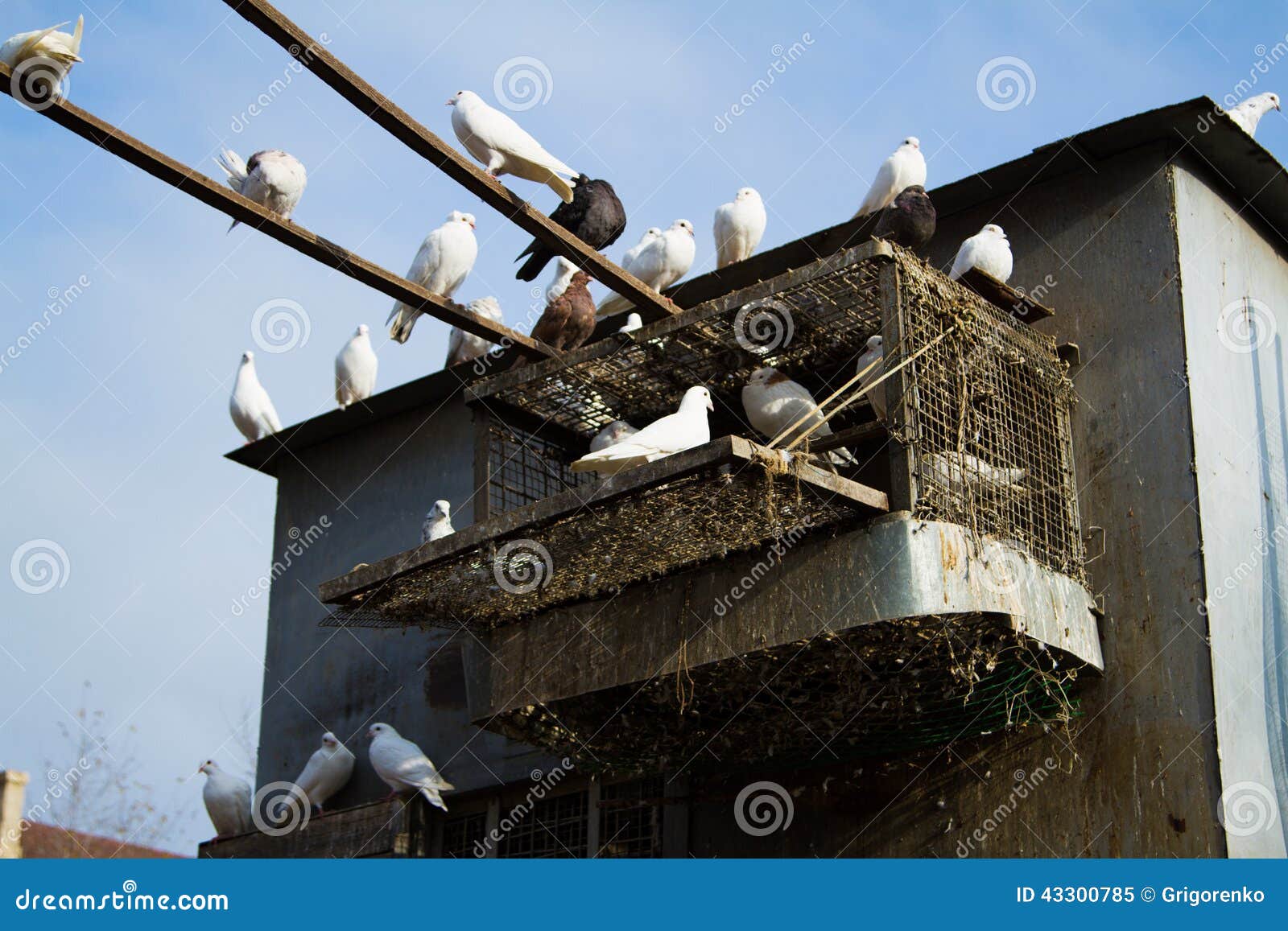 Doves on the roof stock image. Image of purity, beautiful - 43300785
