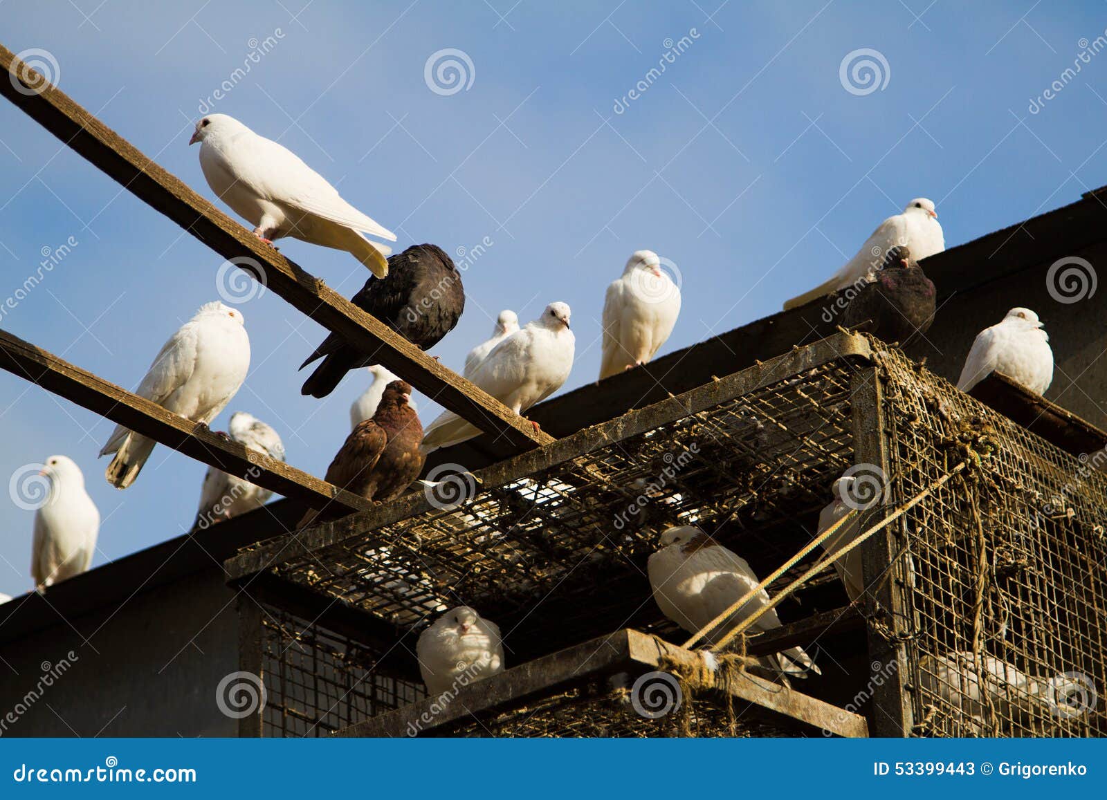 Doves on the roof stock image. Image of wild, wing, blue - 53399443