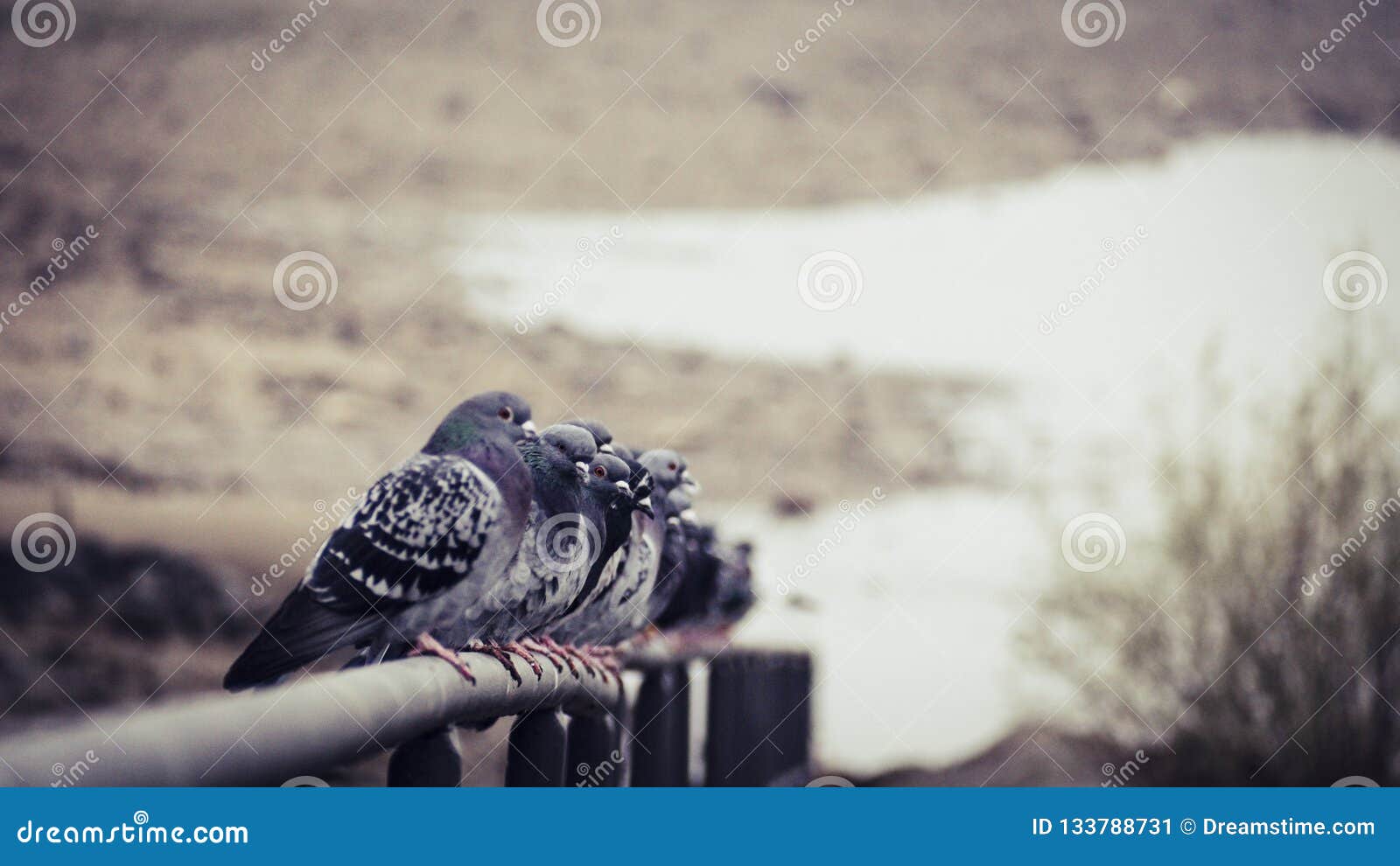 Doves are Sitting Peacefully in a Row on a Railing in the Riverbed of ...