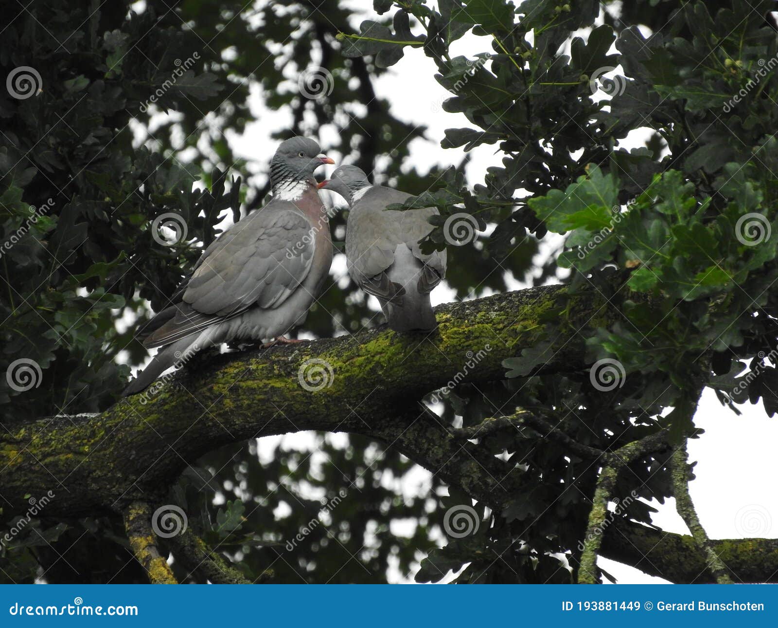 Tree Filled With Crows Royalty-Free Stock Image | CartoonDealer.com ...