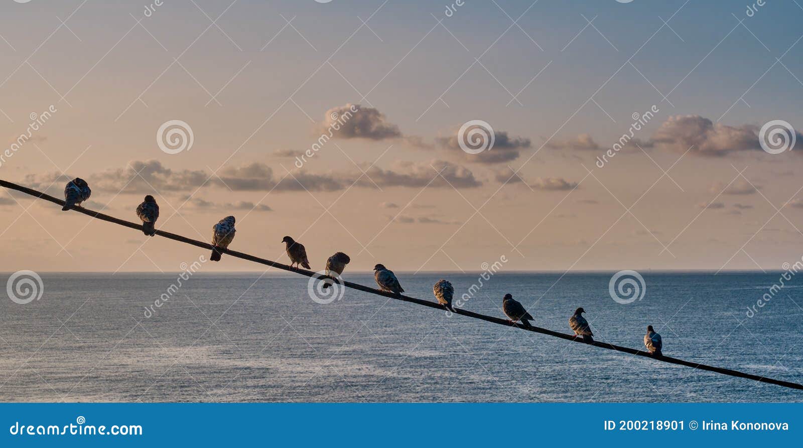 Doves Sit in a Row on a Wire Over the Background of the Sea and the ...