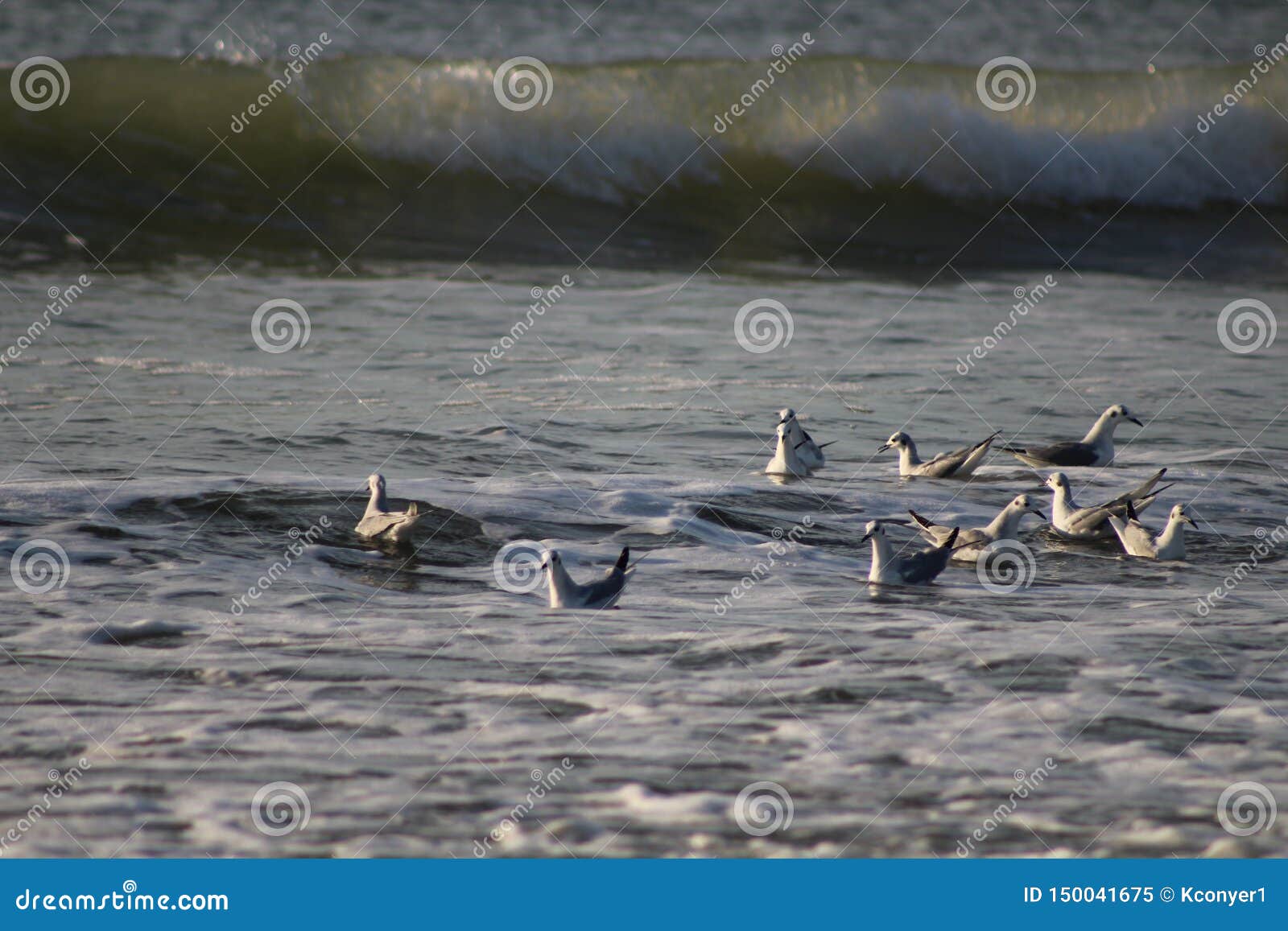 Doves sitting in the ocean stock image. Image of doves - 150041675