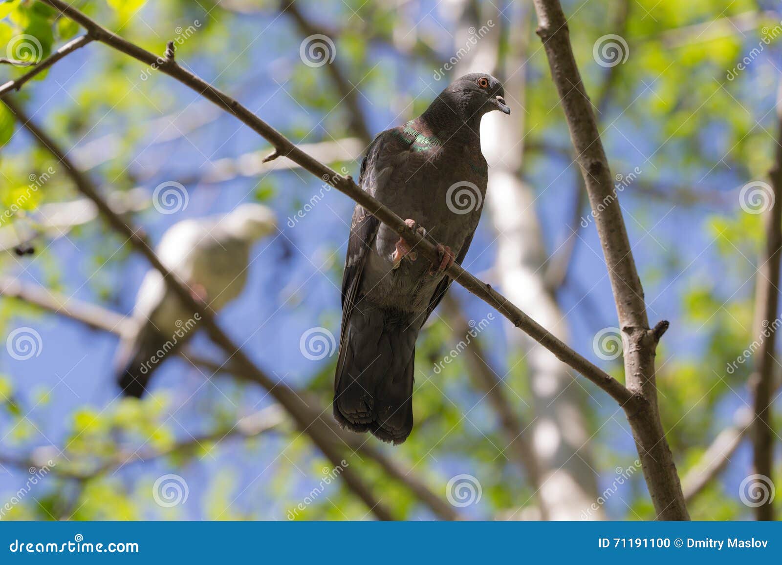 Doves in the spring stock photo. Image of beauty, wood - 71191100