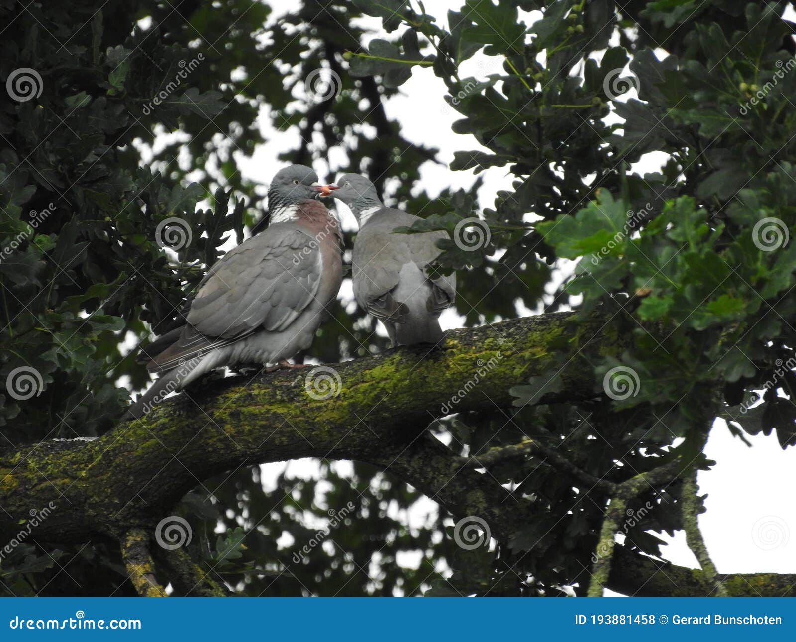 Doves in a tree stock photo. Image of branch, animals - 193881458
