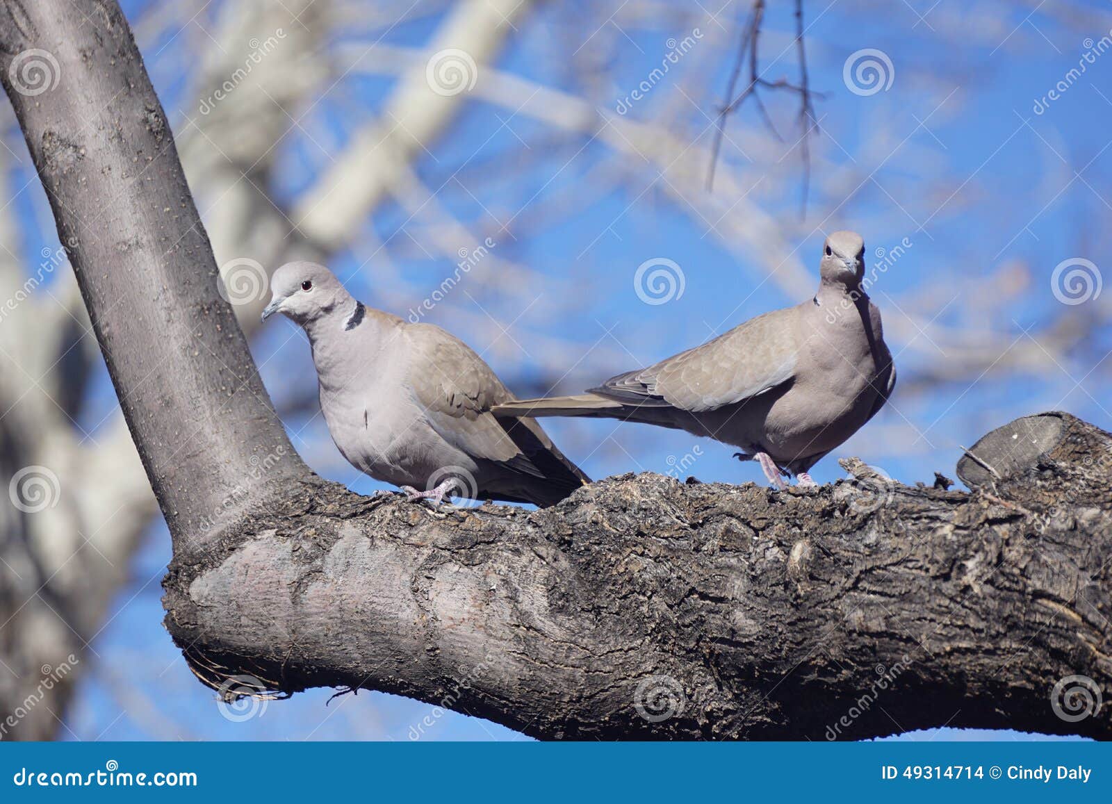 Doves in the tree. stock photo. Image of doves, outdoors - 49314714