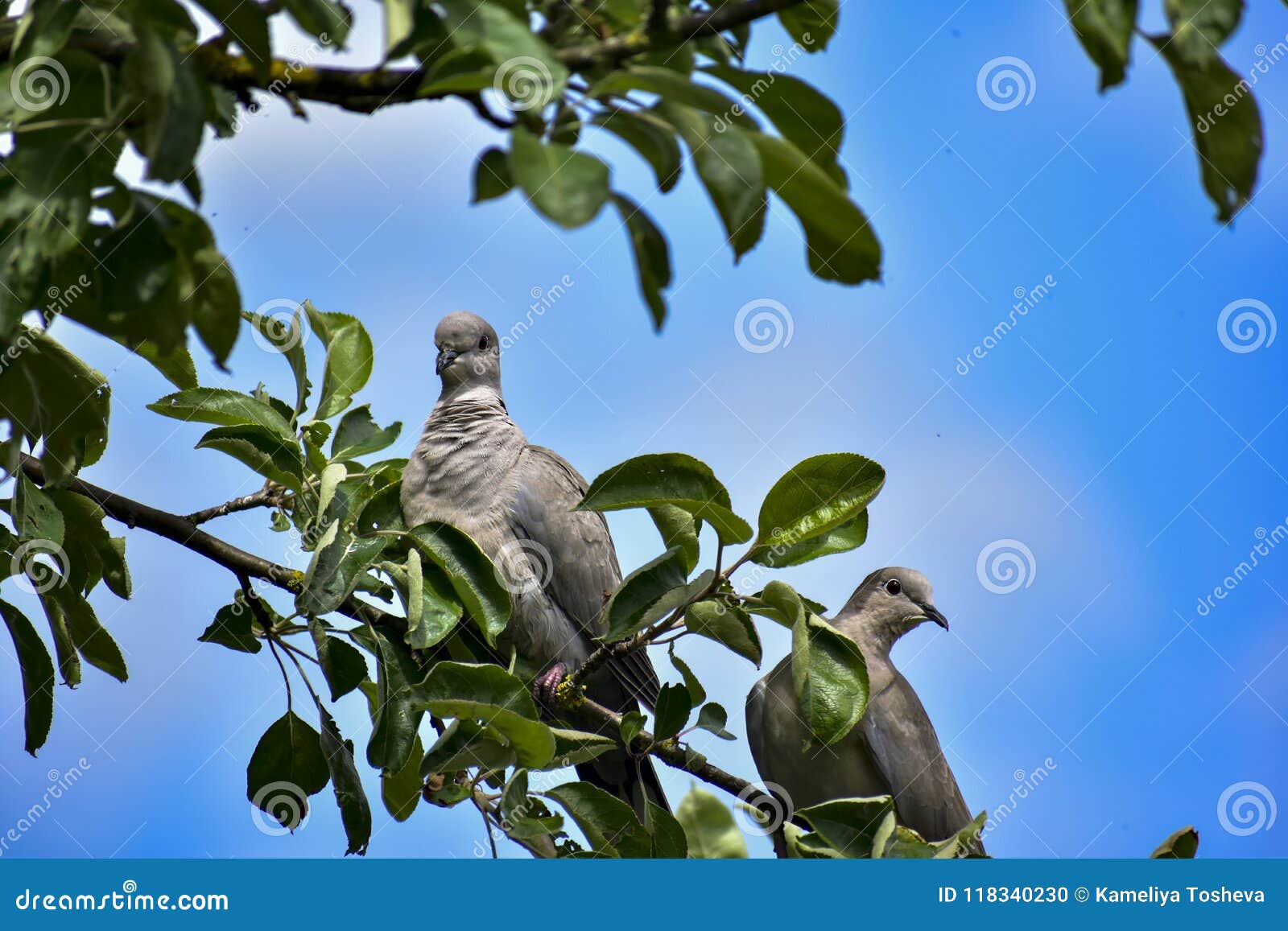 Doves on the tree stock photo. Image of couple, sweet - 118340230