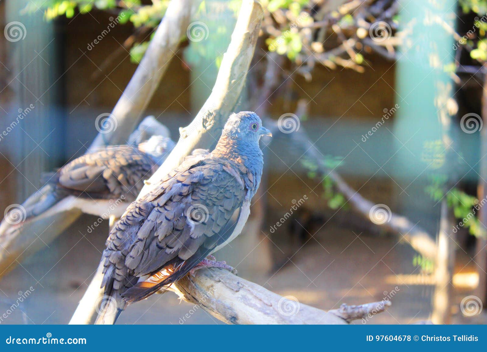 Doves in a tree stock photo. Image of wildlife, closeup - 97604678