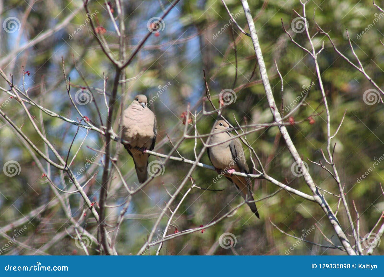 Doves stock photo. Image of hanging, doves, tree - 129335098