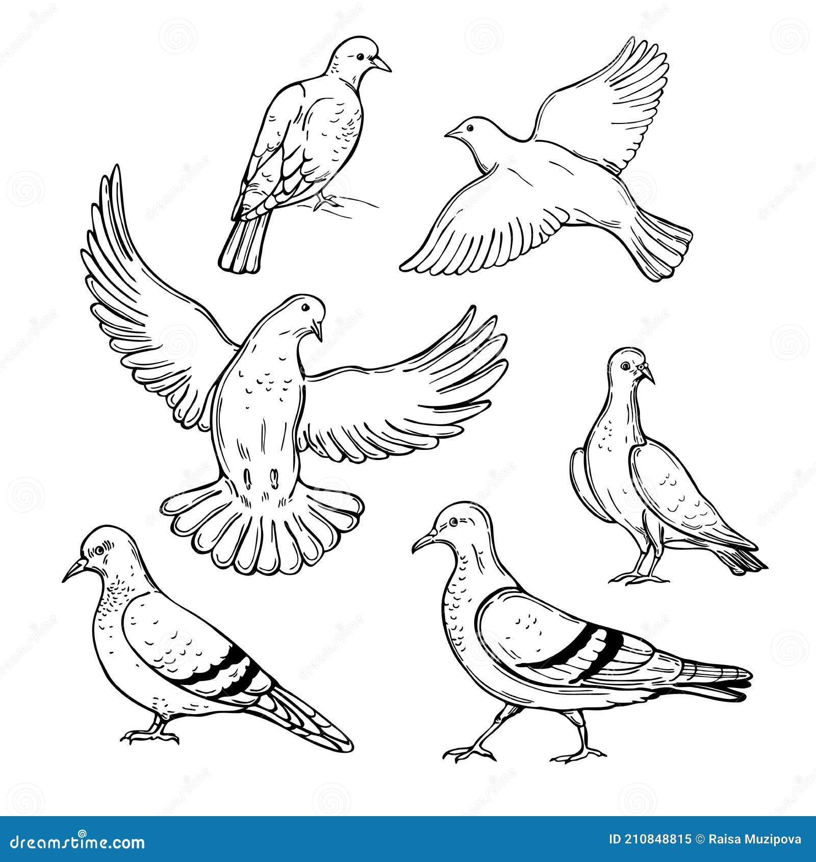 Doves. Vector illustration stock vector. Illustration of element ...