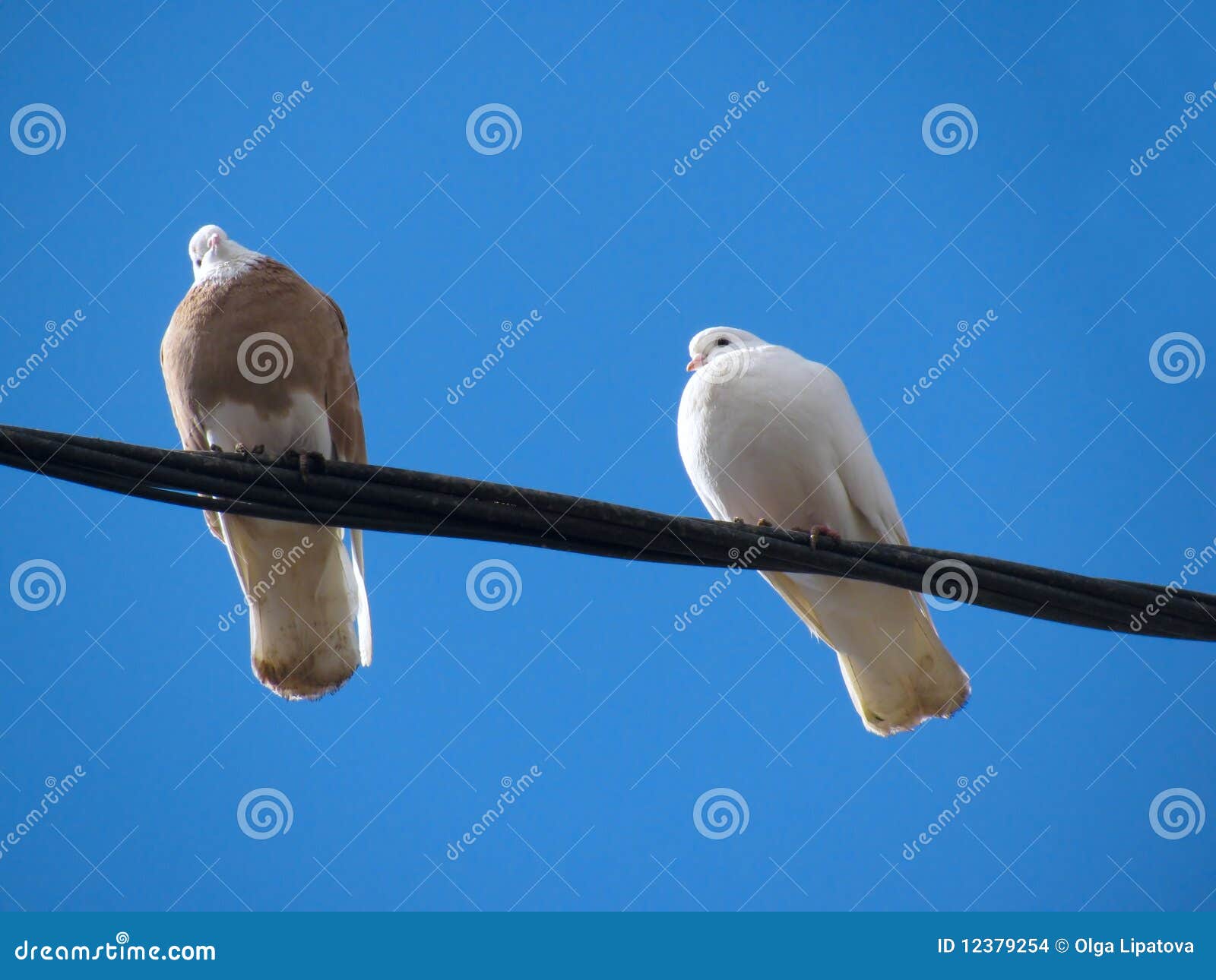 Doves on a wire stock photo. Image of cable, freedom - 12379254