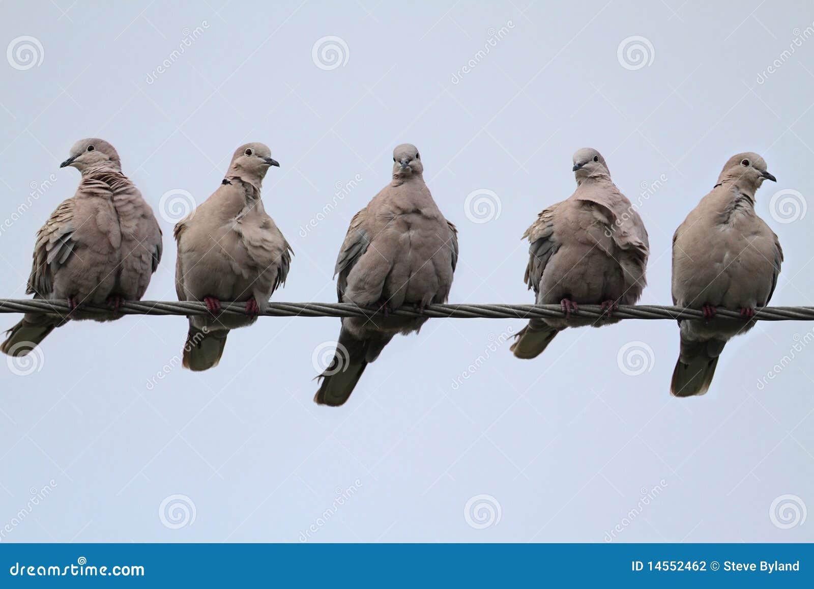 Doves On A Wire Stock Photography - Image: 14552462