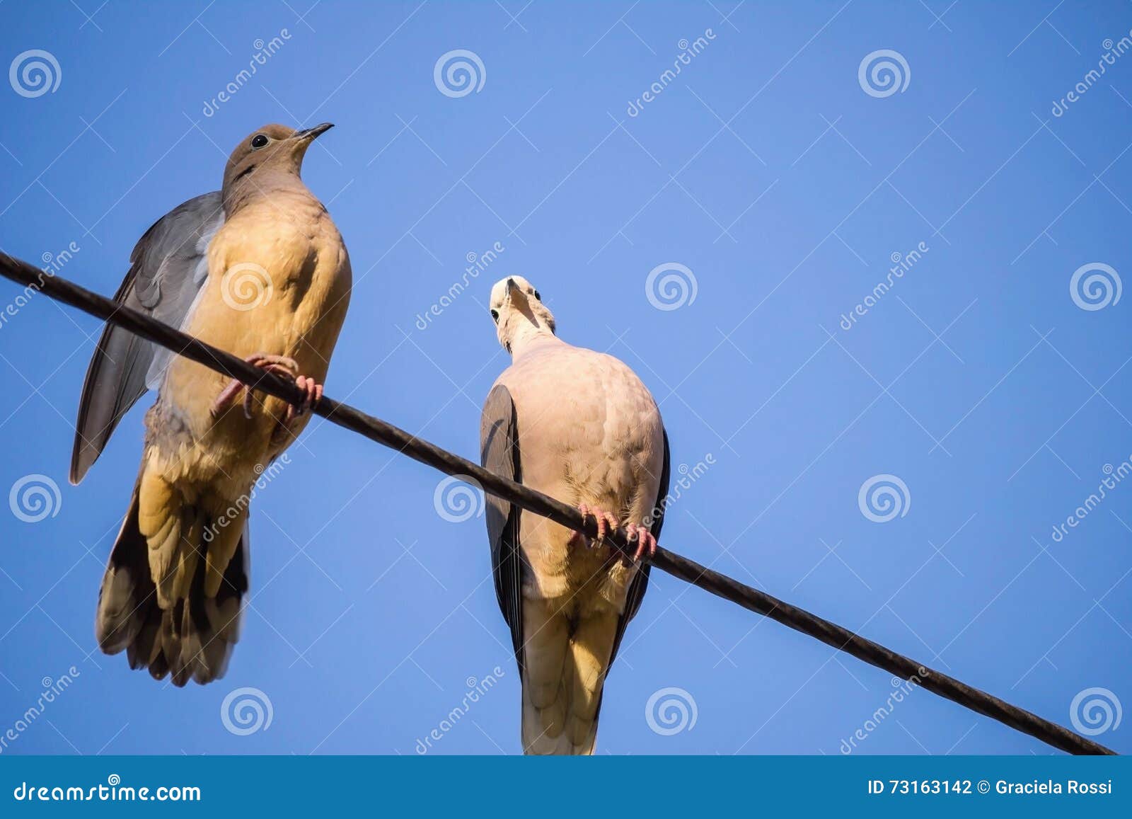 Doves on the Wire on Blue Sky Stock Photo - Image of clear, perch: 73163142