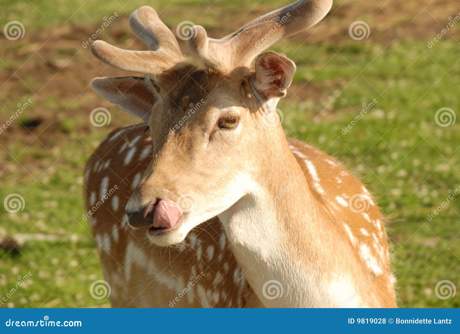Dow stock photo. Image of wildlife, animal, wild, antlers - 9819028