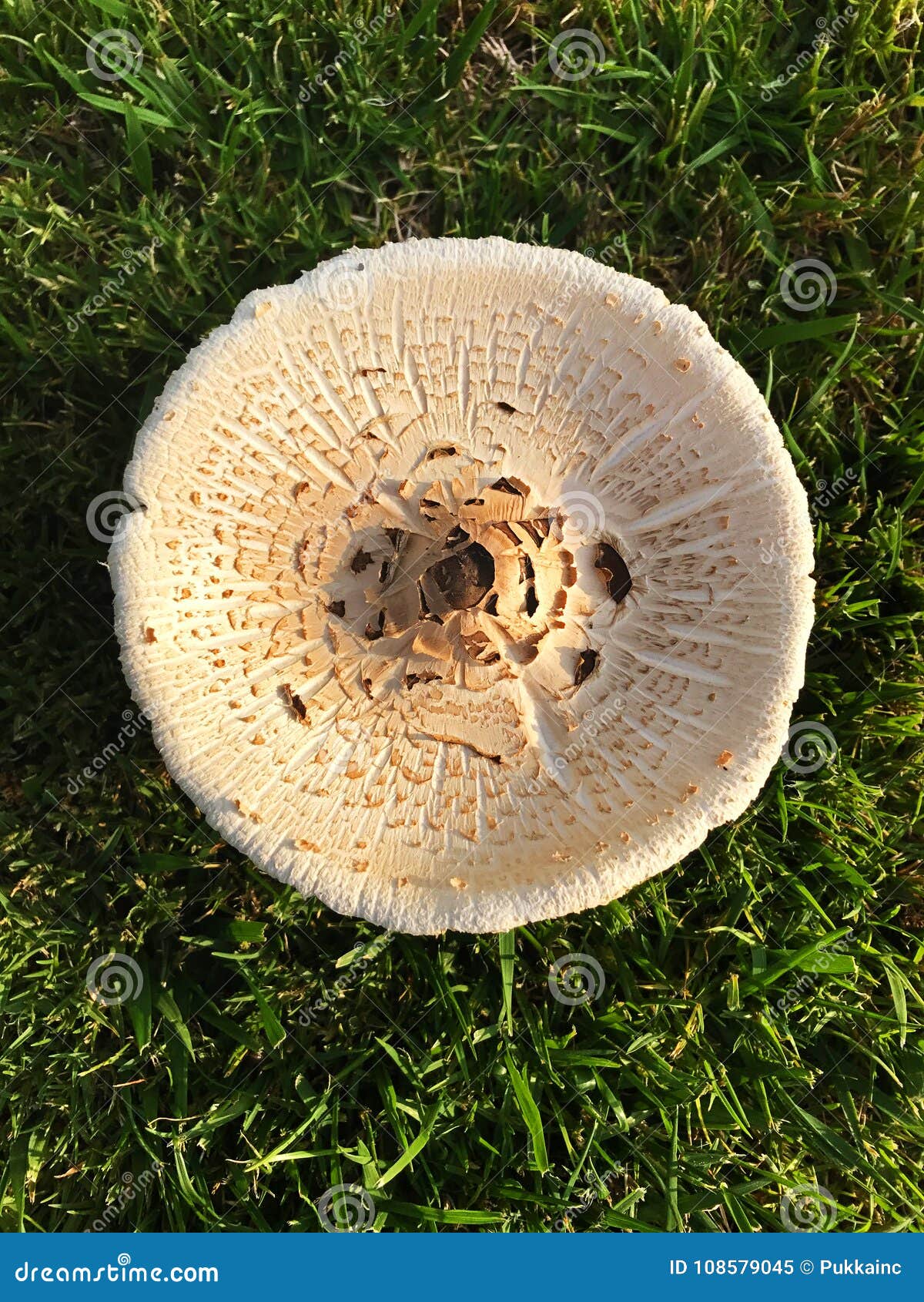 Down View of a Round Mushroom Stock Image - Image of spotted, outdoor ...