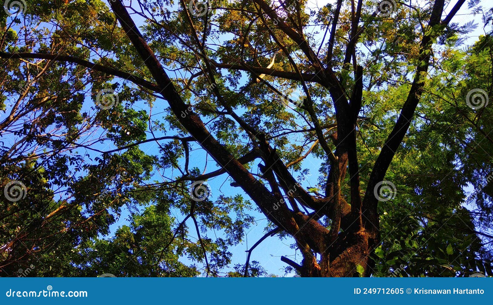 Low Angle Under the Tree Leaves Stock Image - Image of angle, leaves ...