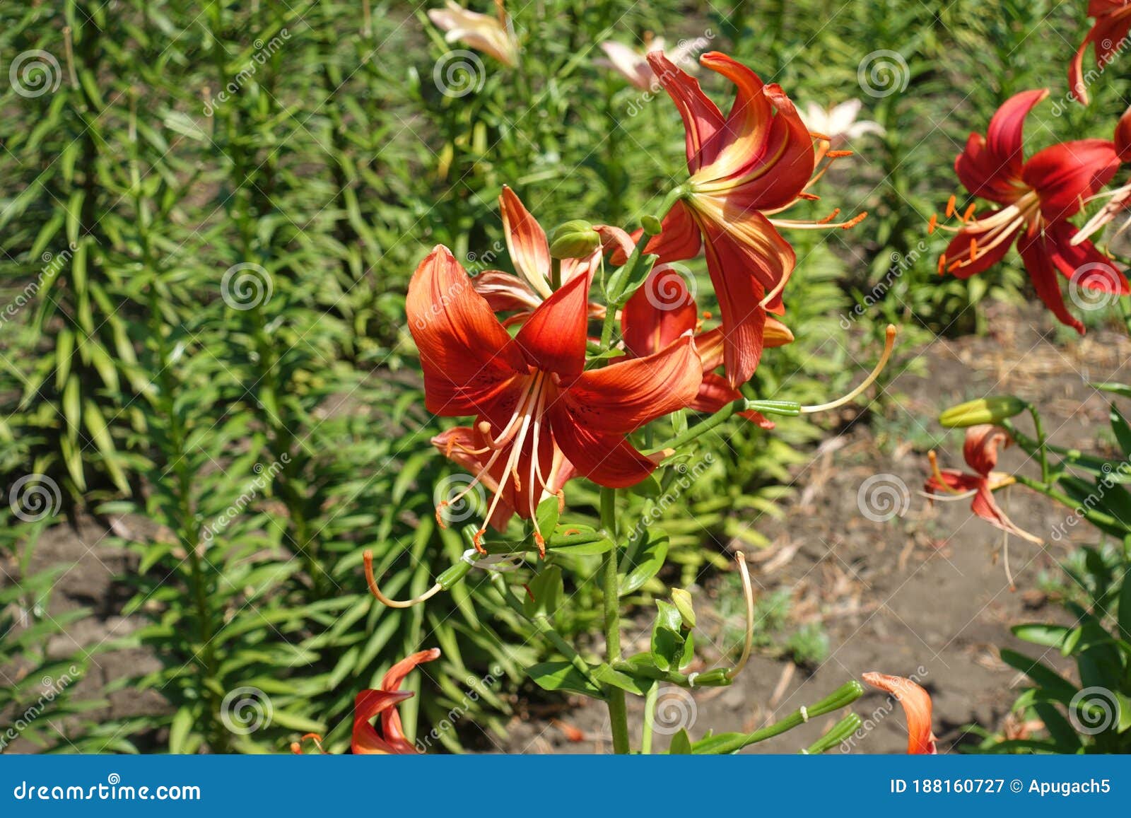 Down-facing Red Flowers of Lily in June Stock Image - Image of lily ...