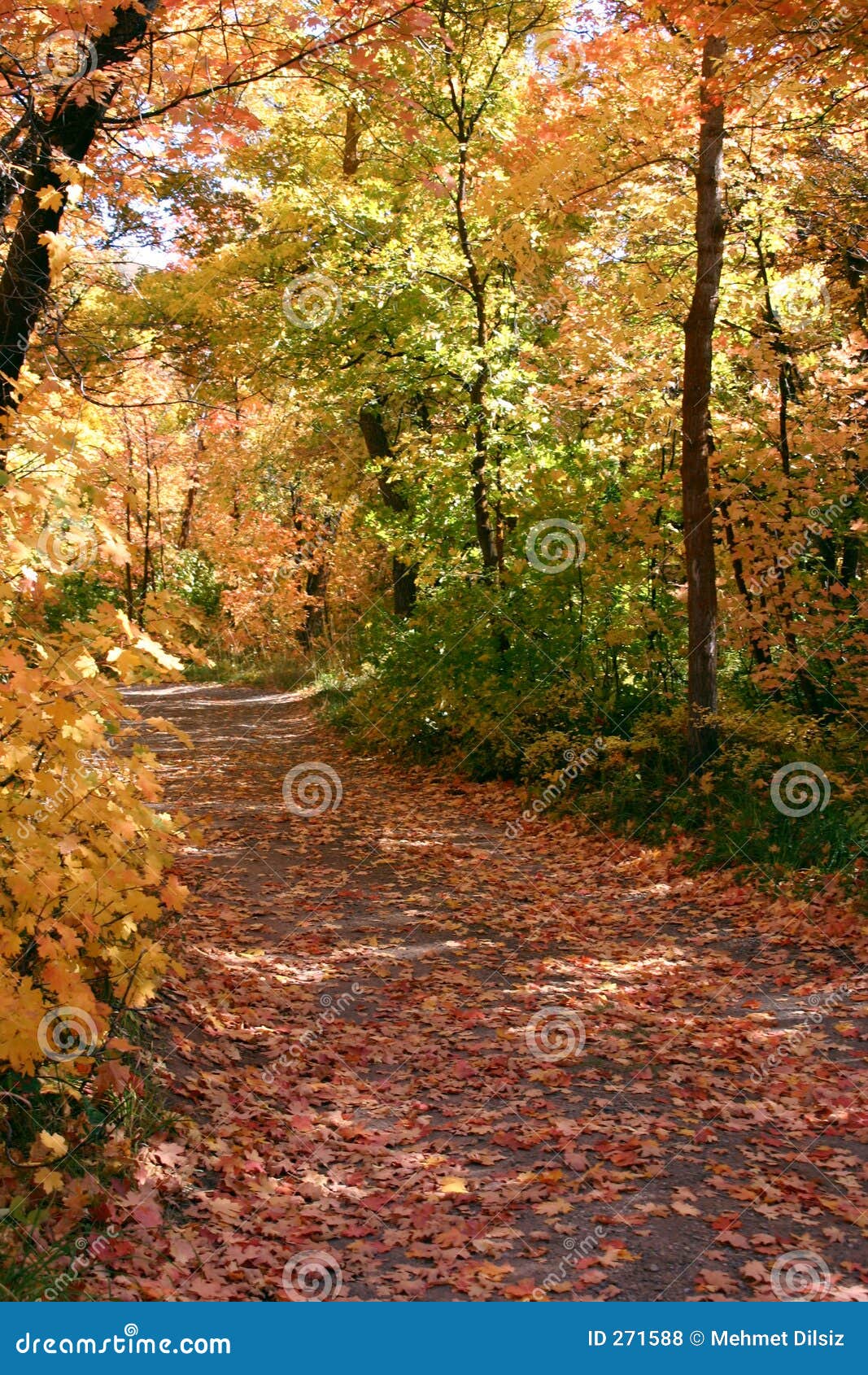 Down the Fall Path stock photo. Image of hike, color, earth - 271588