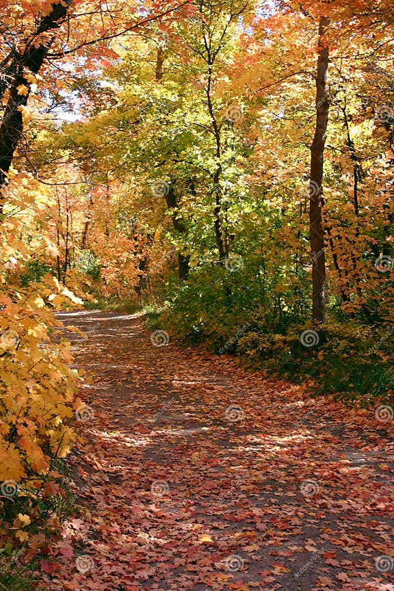 Down the Fall Path stock photo. Image of hike, color, earth - 271588