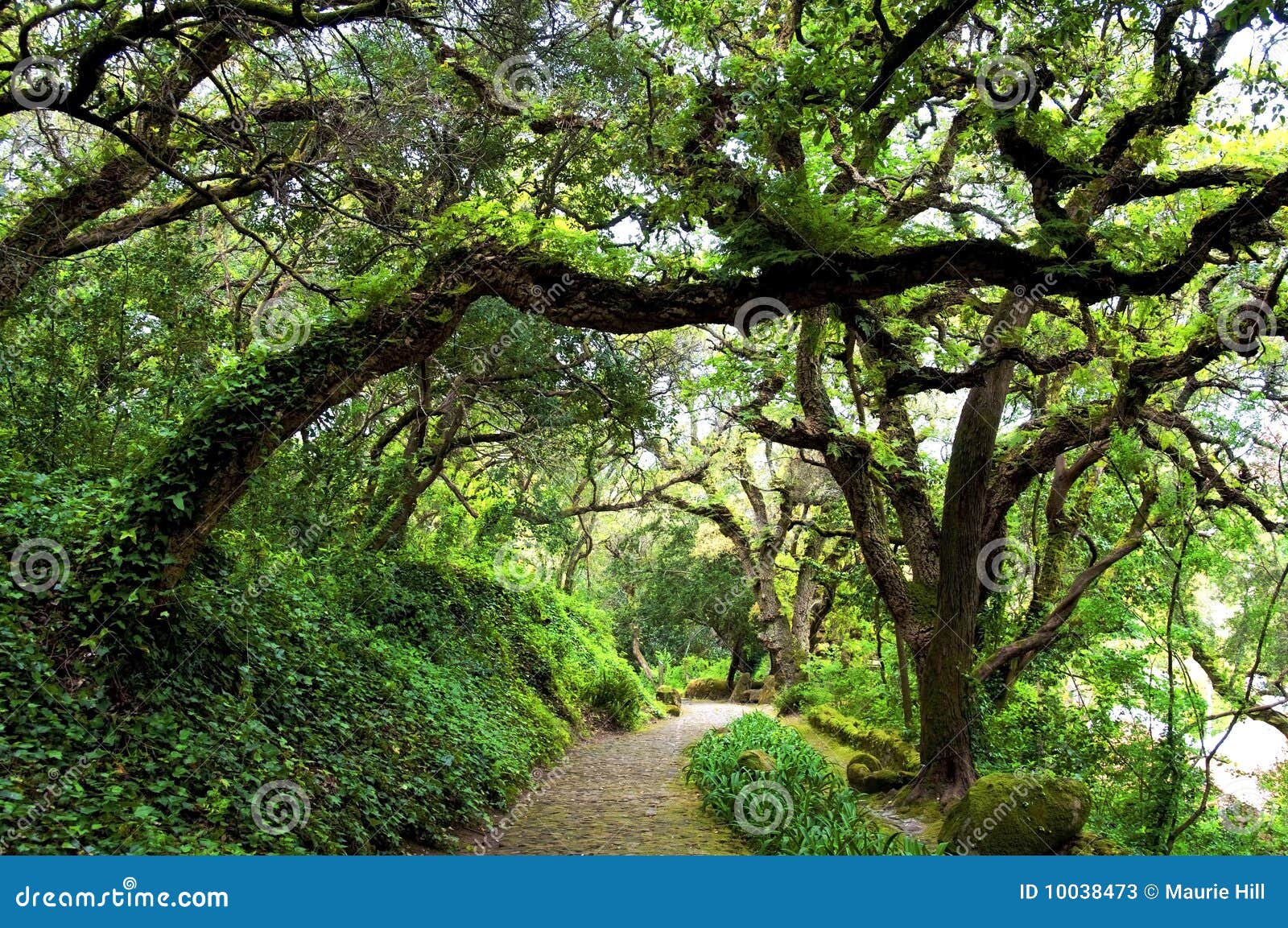 Down the garden path stock image. Image of monseratte - 10038473