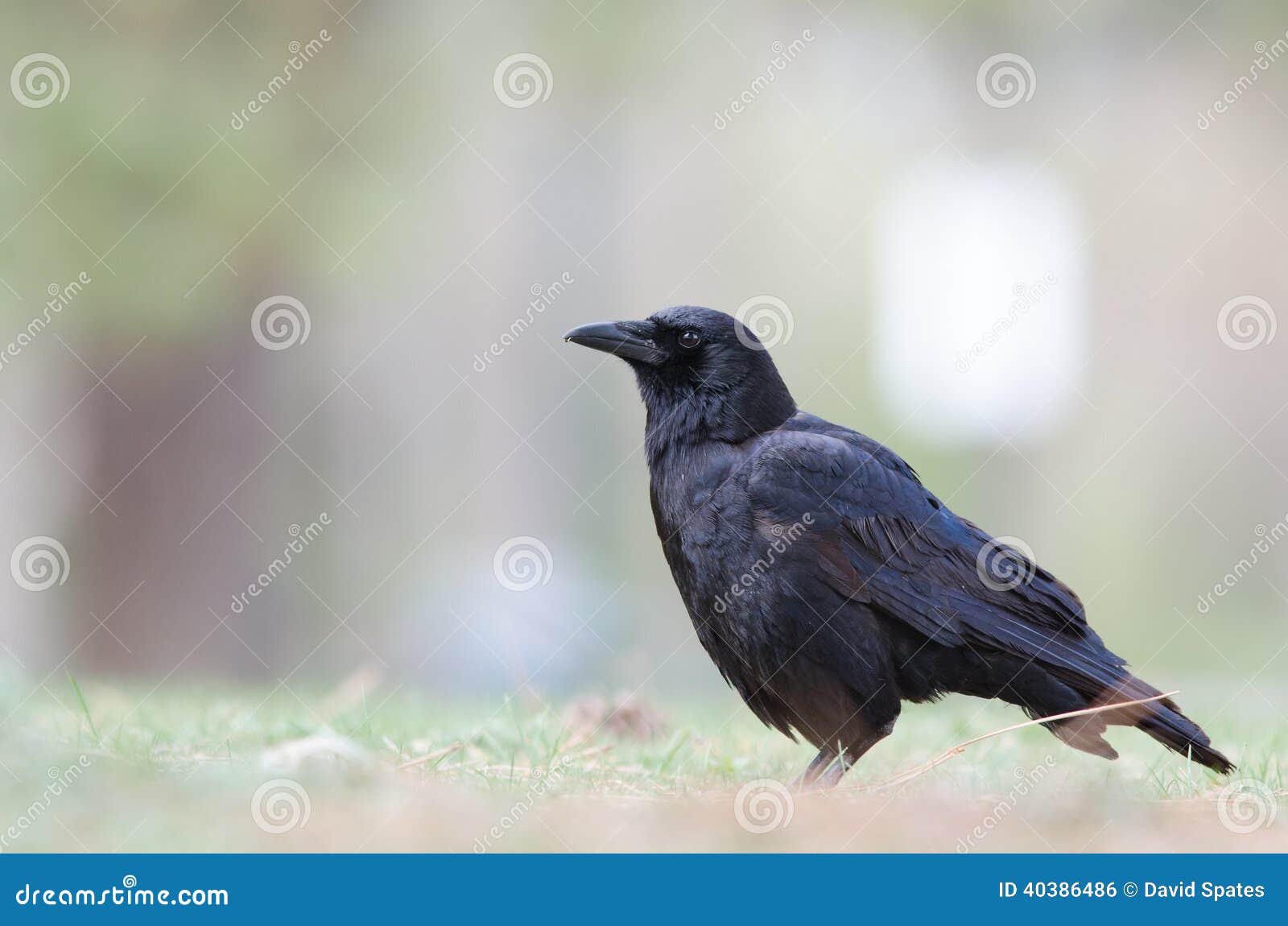 Down low with crow stock photo. Image of talons, smart - 40386486