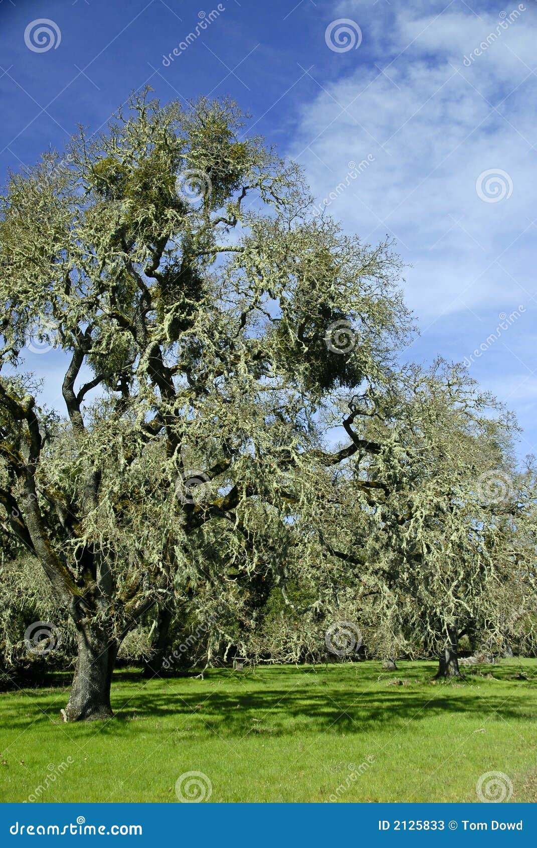 Down by the Old Oak Tree stock image. Image of grove, branches - 2125833
