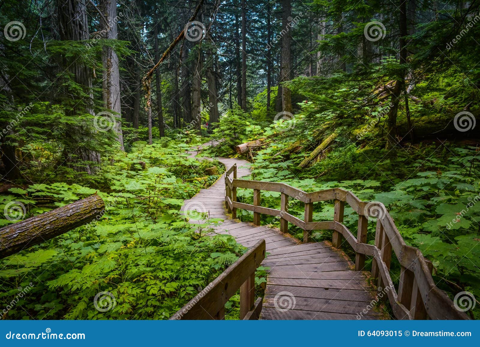 Down the Path stock image. Image of mountains, canada - 64093015