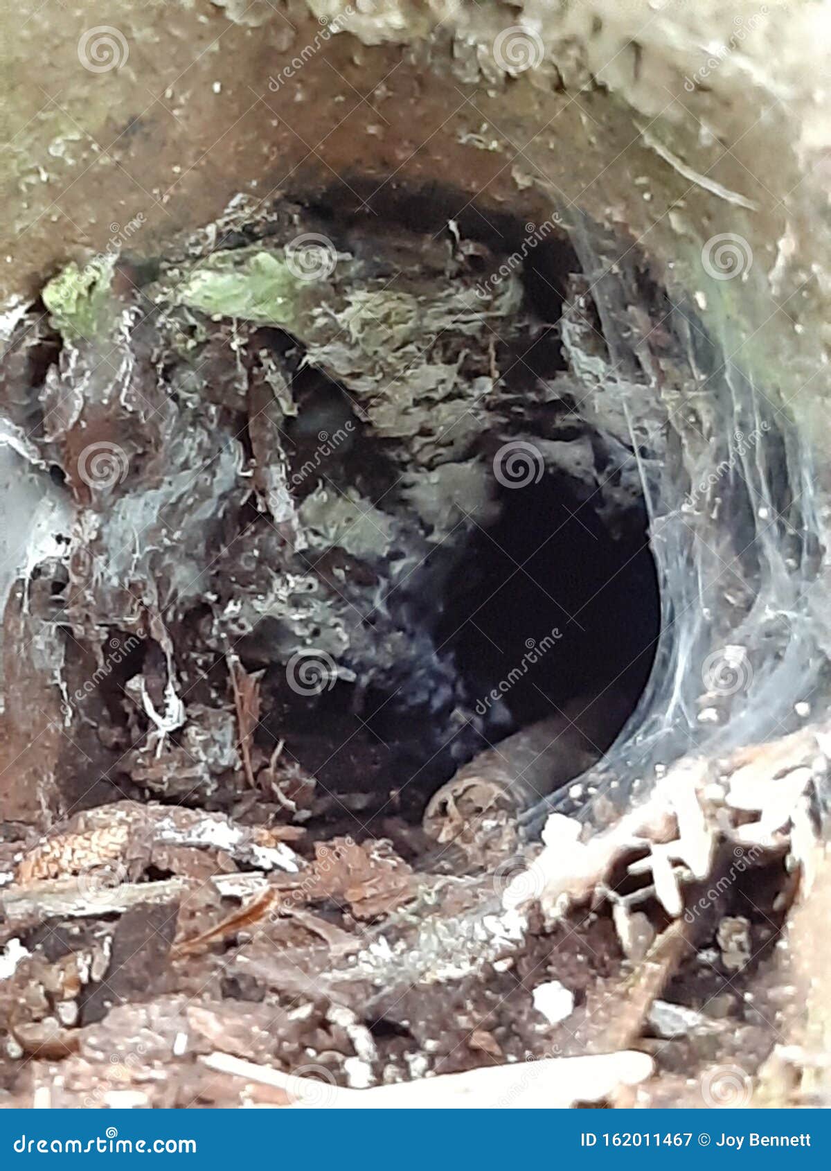 Down the punga log stock image. Image of insects, spider - 162011467