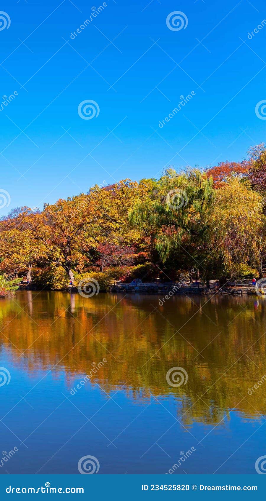 Down by the riverside stock photo. Image of trees, nature - 234525820