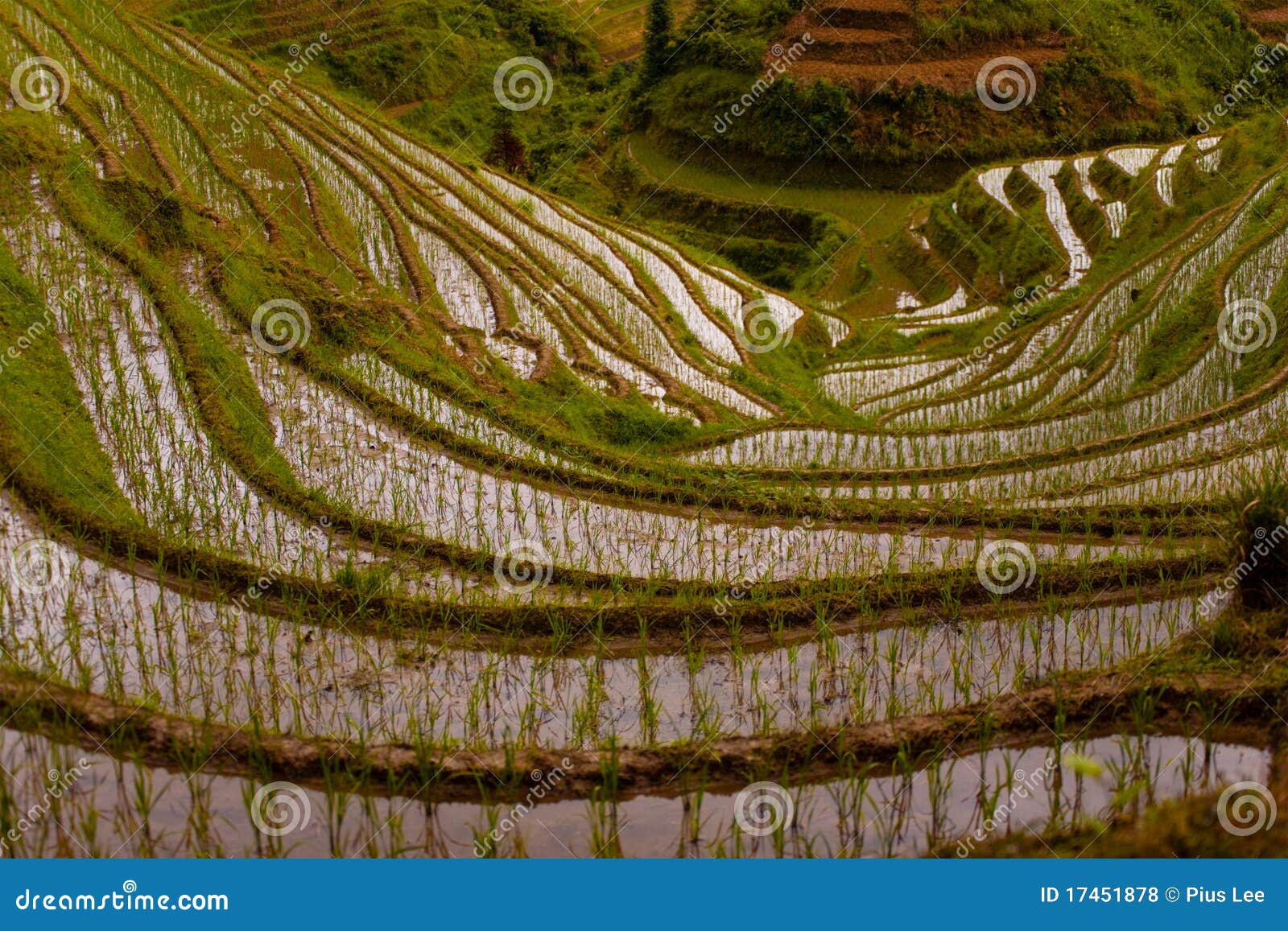 Down Steep Flooded Rice Terrace Titian Longji Stock Photo - Image of ...