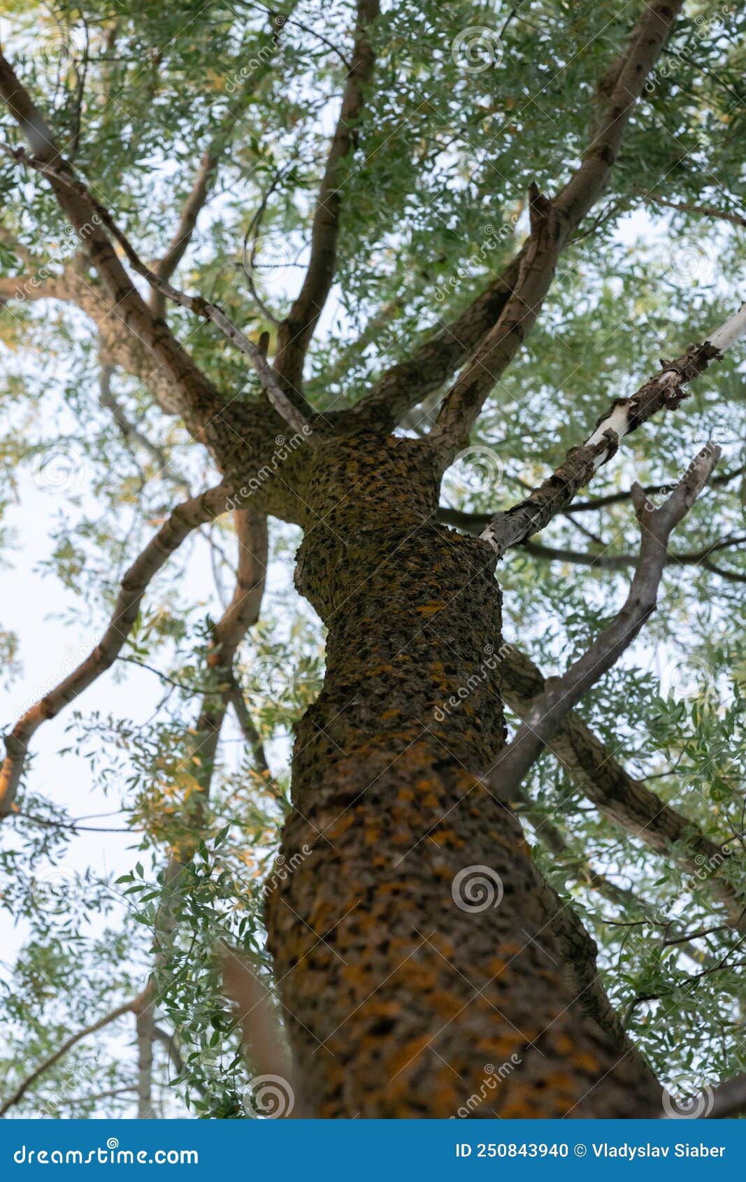 Down To Up View of Willow Tree Stock Photo - Image of forest, outdoor ...