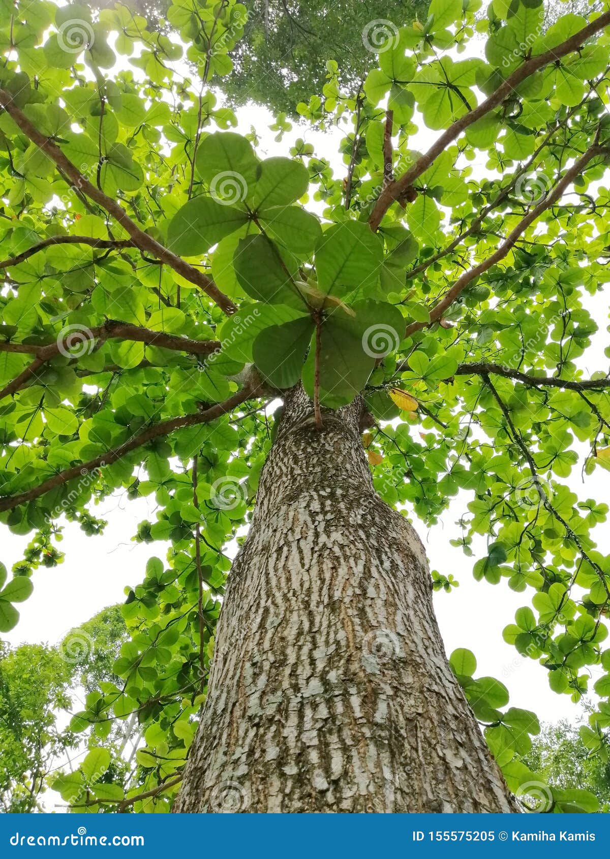 Down Top View of a Tree with Its Green Trees Stock Image - Image of ...