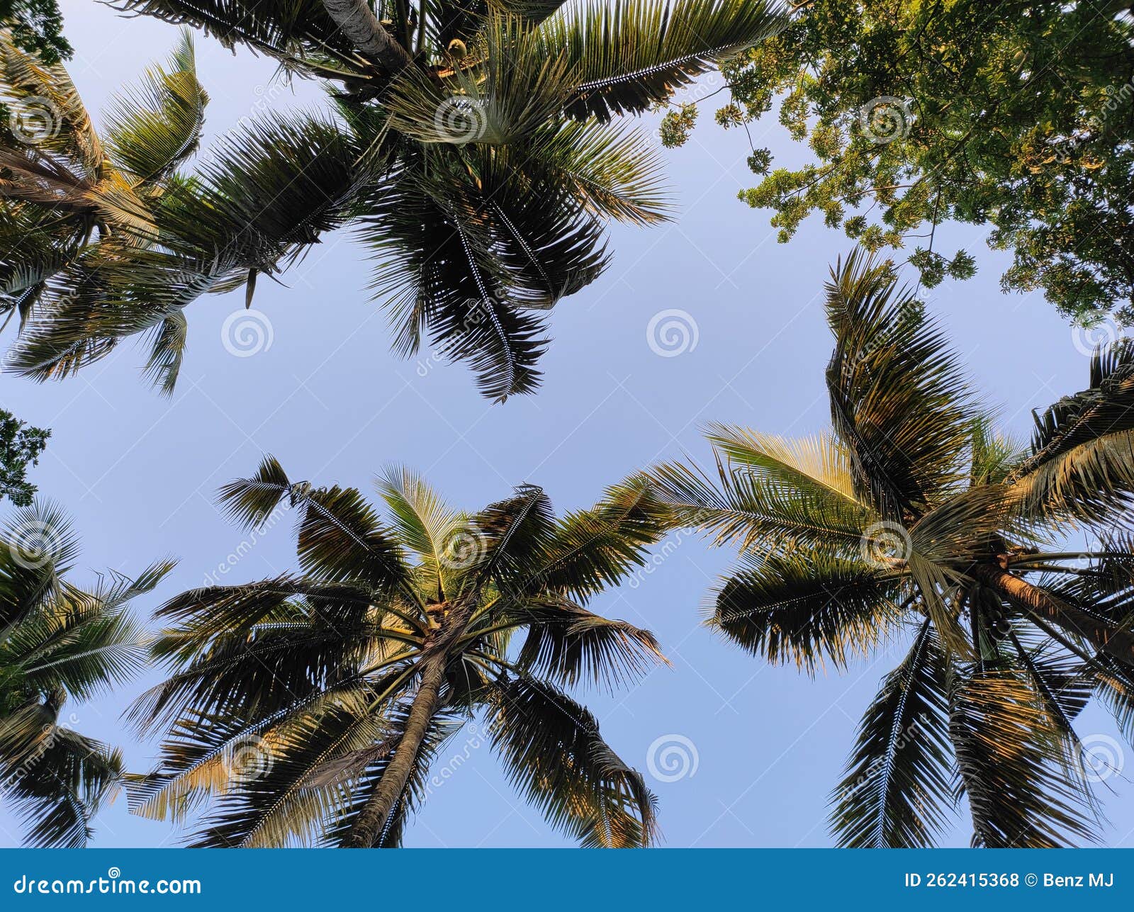 From the Down View of the Coconut Trees Stock Photo - Image of trees ...