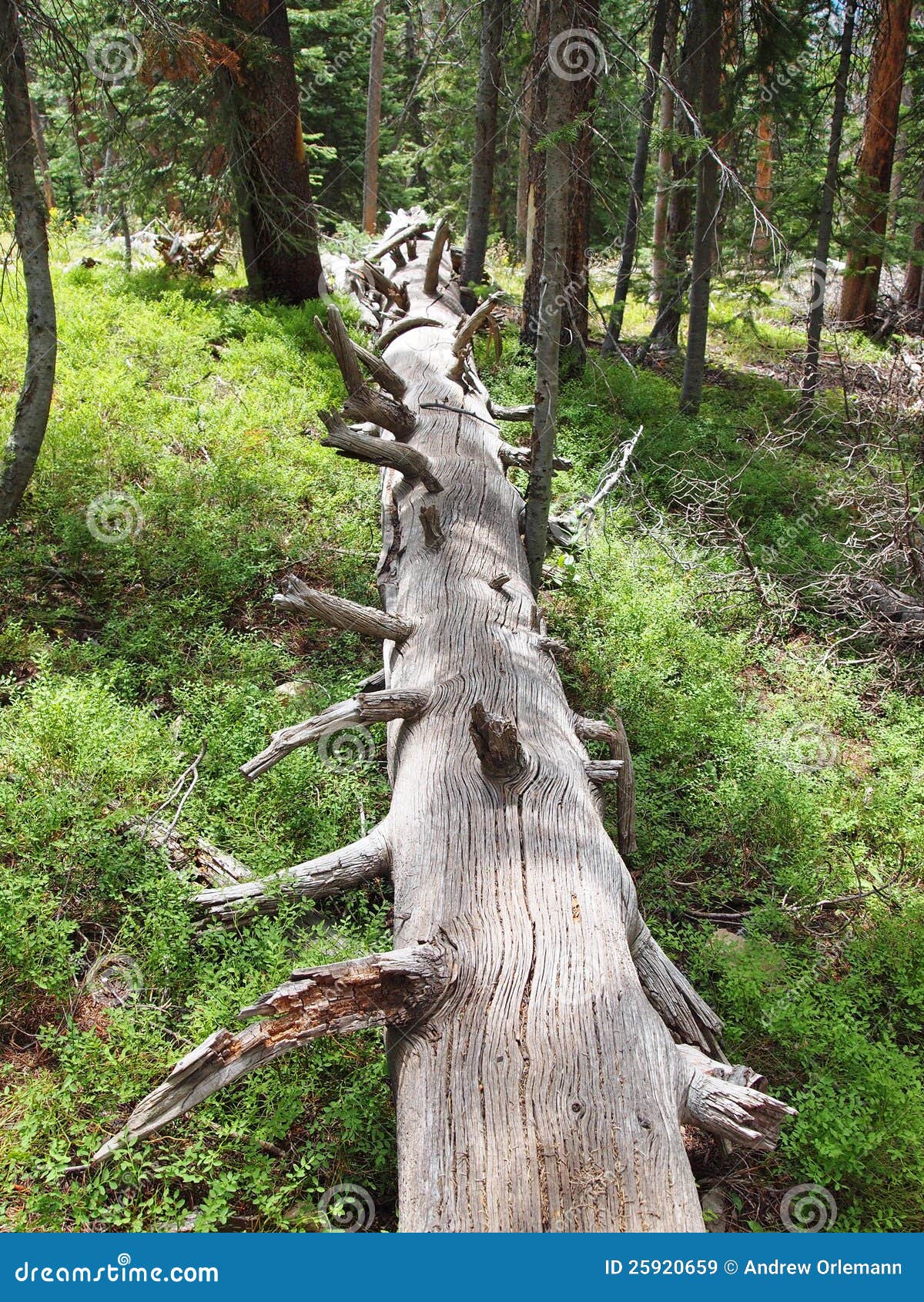 Downed Log stock image. Image of tree, dead, nature, forest - 25920659