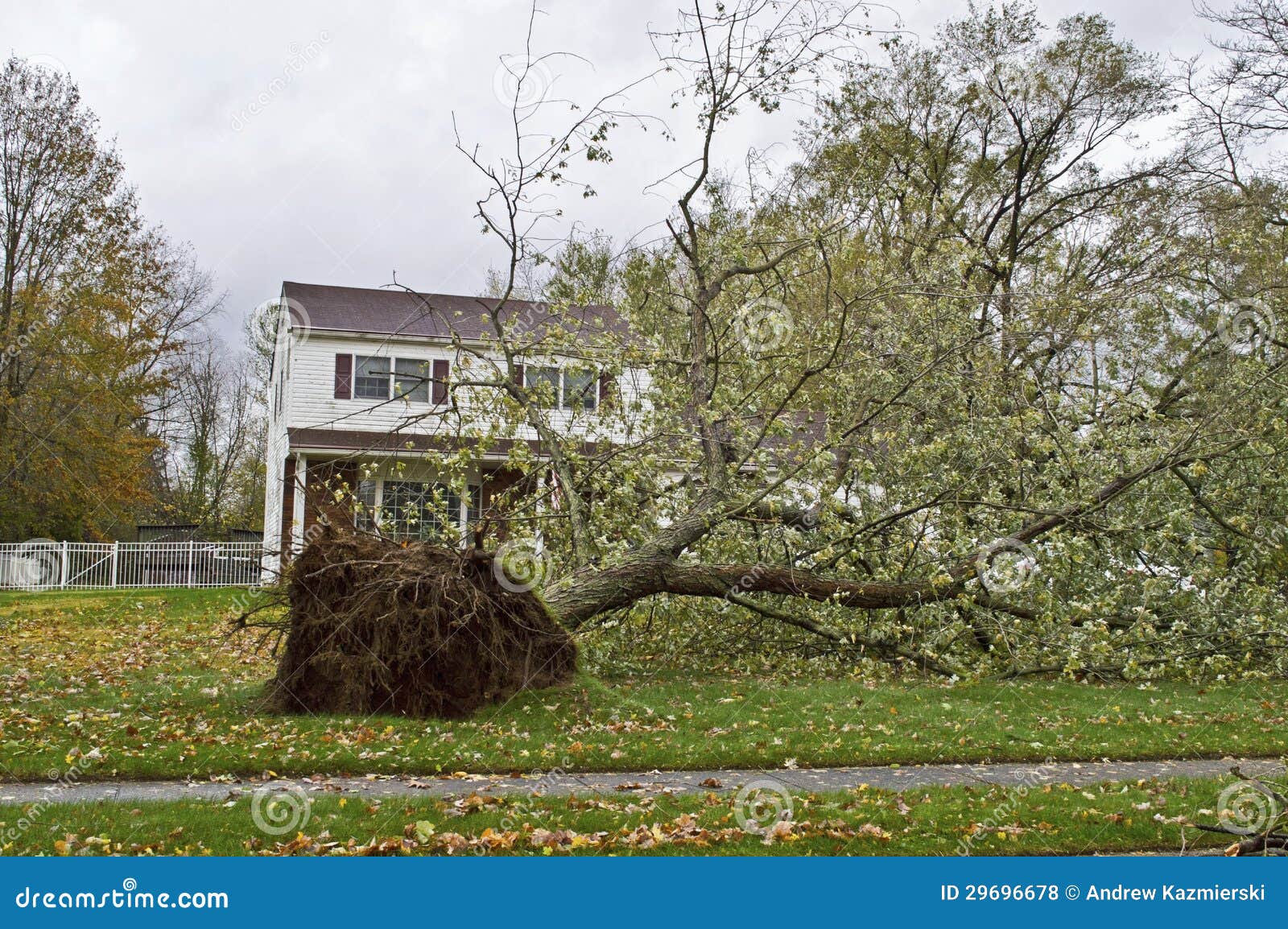 Downed Tree 1 editorial stock photo. Image of wind, yard - 29696678