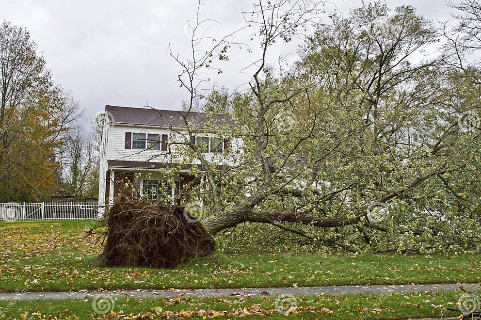 Downed Tree 1 editorial stock photo. Image of wind, yard - 29696678