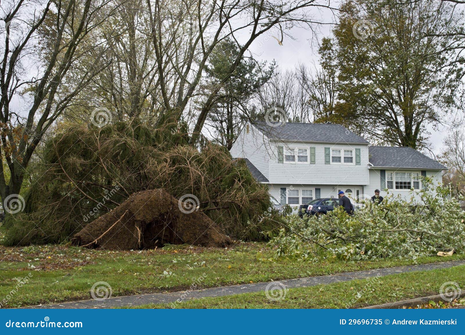 Downed Tree 4 editorial image. Image of trees, disaster - 29696735