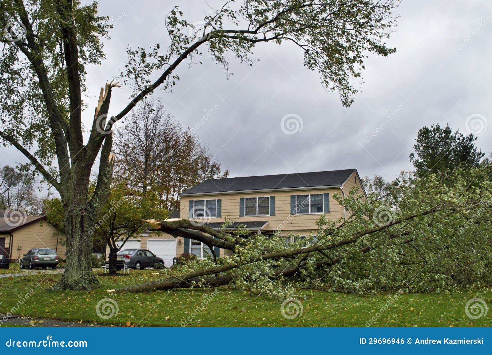 Downed Tree 6 editorial photo. Image of house, wind, trees - 29696946