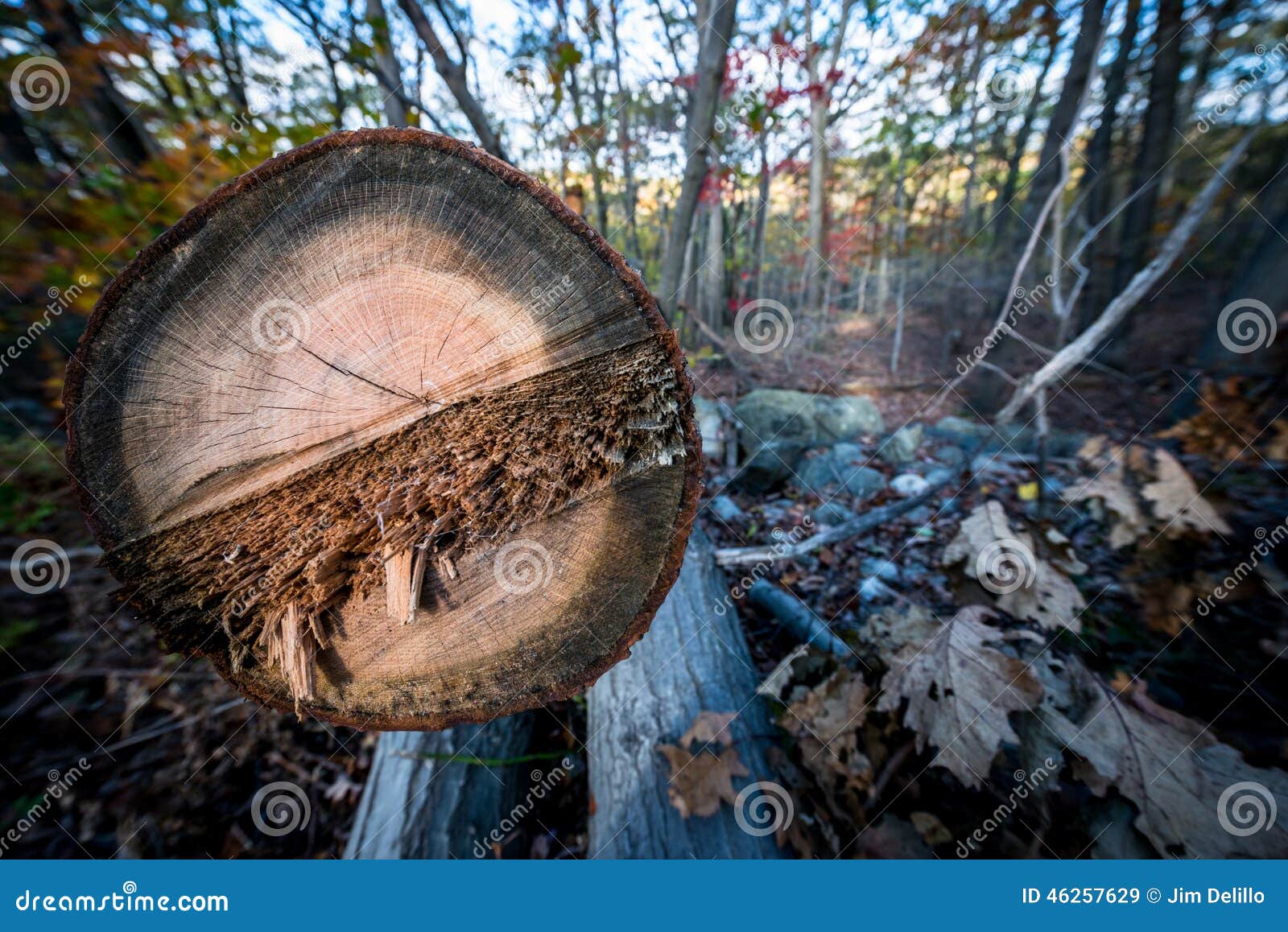 Downed Tree stock image. Image of showing, rings, forest - 46257629