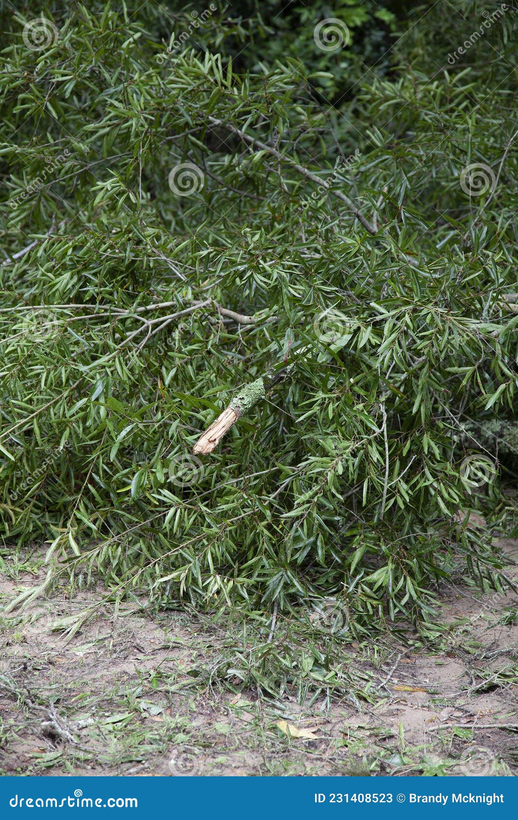 Downed Tree Limbs stock image. Image of ground, flora - 231408523