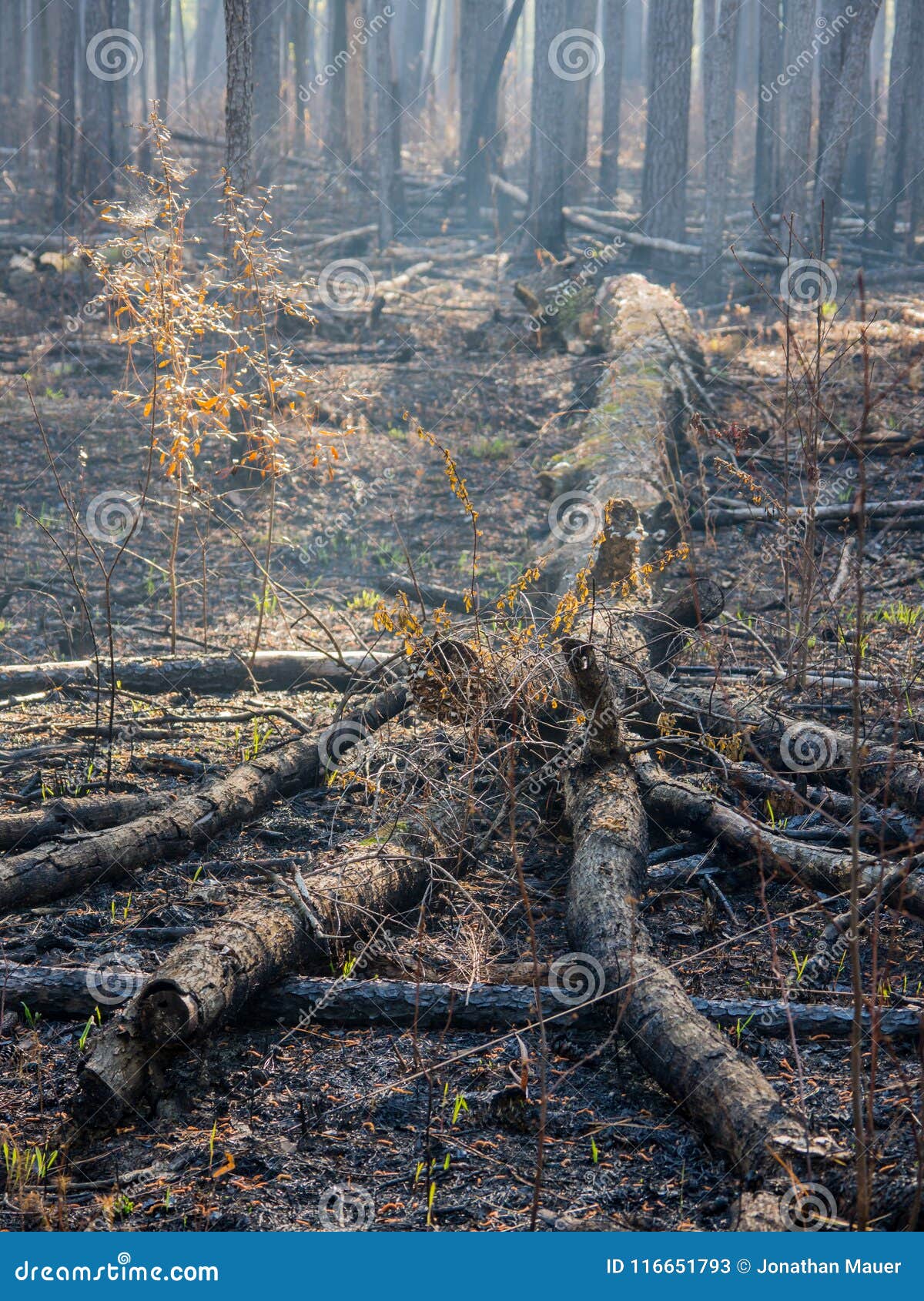 Downed Tree in a Charred Forest after Controlled Burn Stock Image ...