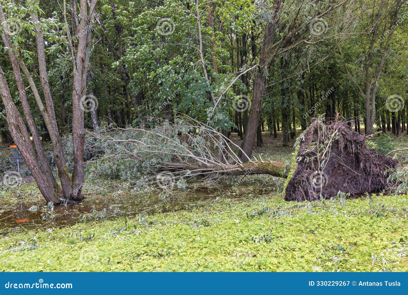 A Downed Tree in the Park after a Devastating Storm Leaves a Trail of ...