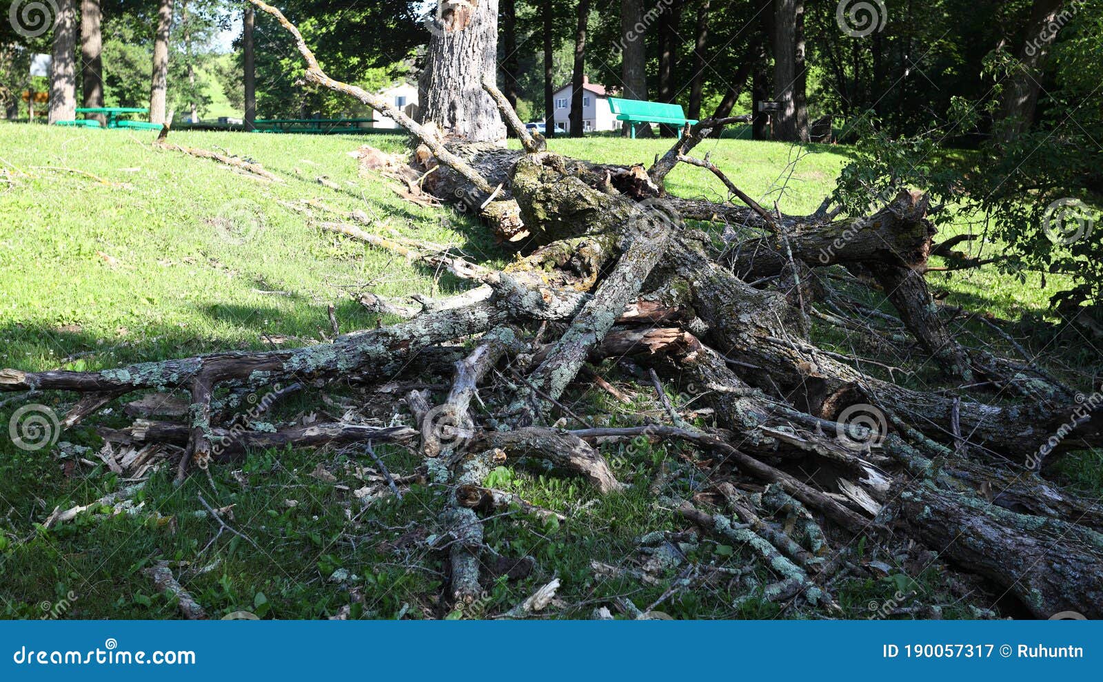 Downed Tree in a Park from a Storm that is Need of Clean Up Stock Image ...