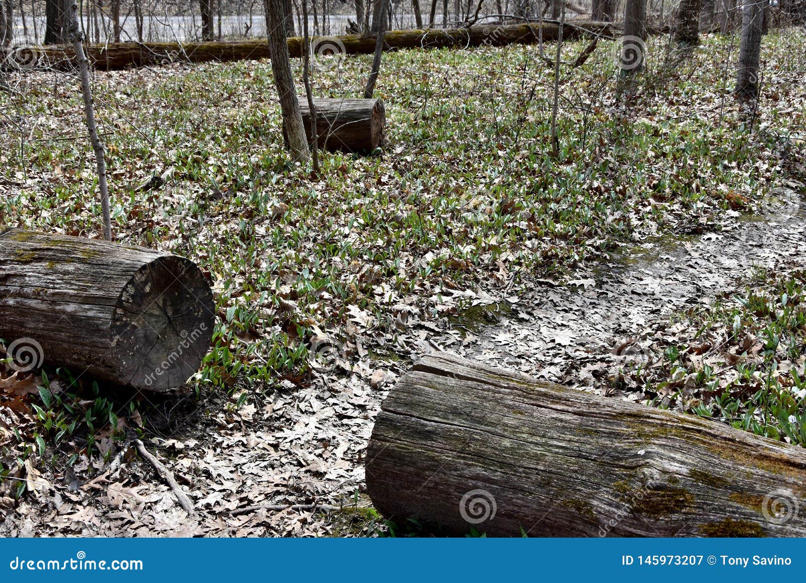 A Pathway through a Wooded Area Stock Image - Image of distance, rolled ...