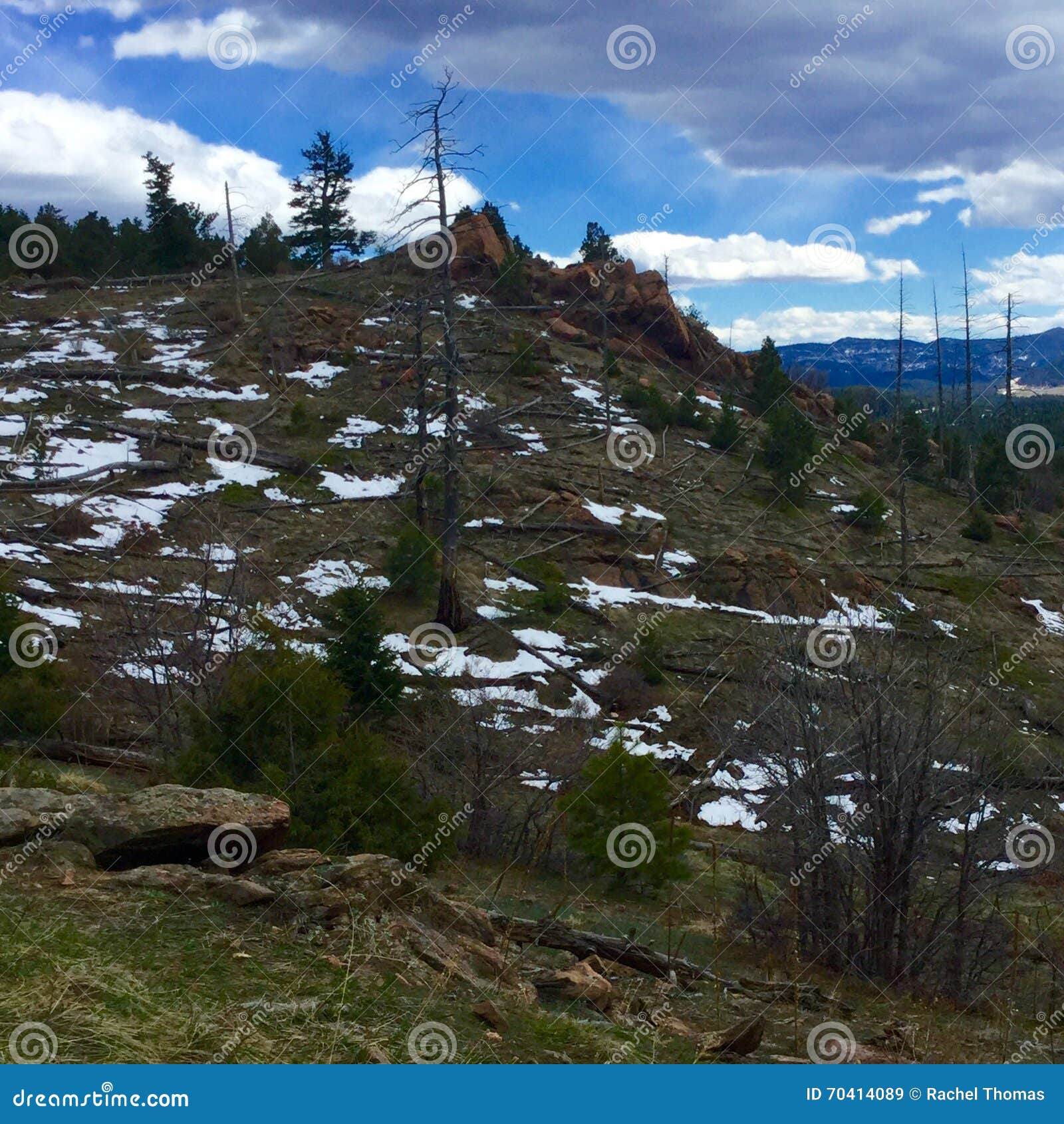 Downed trees editorial stock image. Image of trees, downed - 70414089