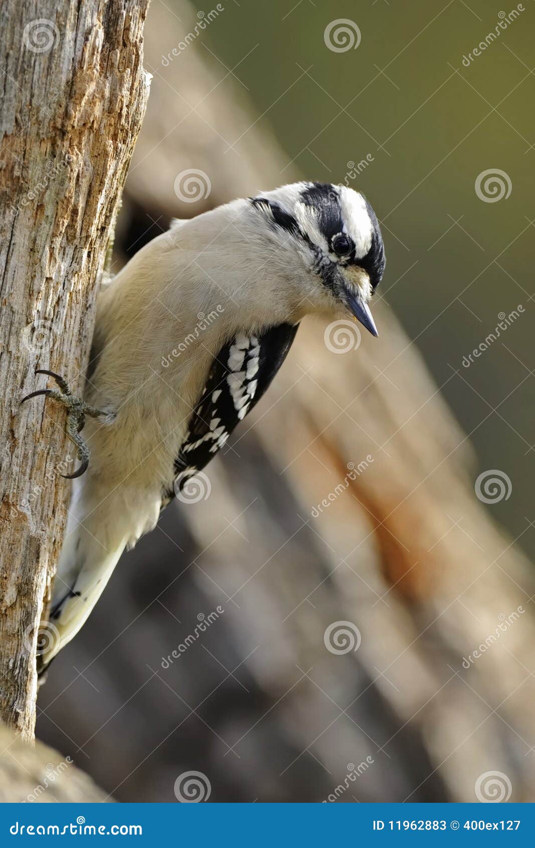 Downey Woodpecker stock image. Image of perch, beak, wing - 11962883