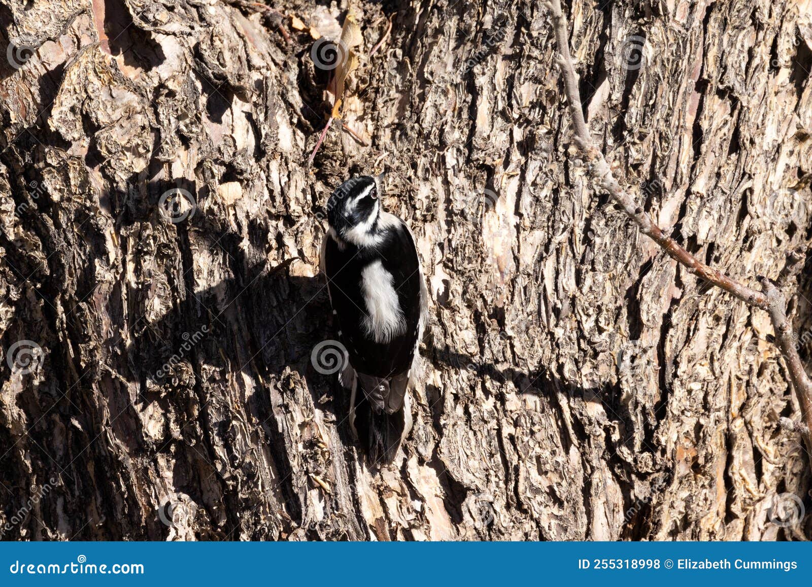 Downey Woodpecker Clinging To a Tree Bark Looking for Bugs To Eat Stock ...