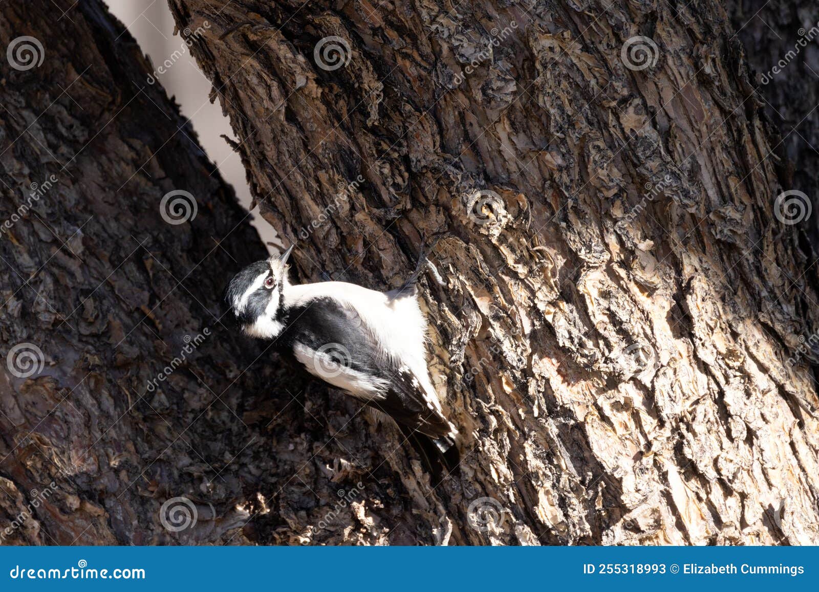 Downey Woodpecker Clinging To a Tree Fork Looking for Bugs To Eat Stock ...