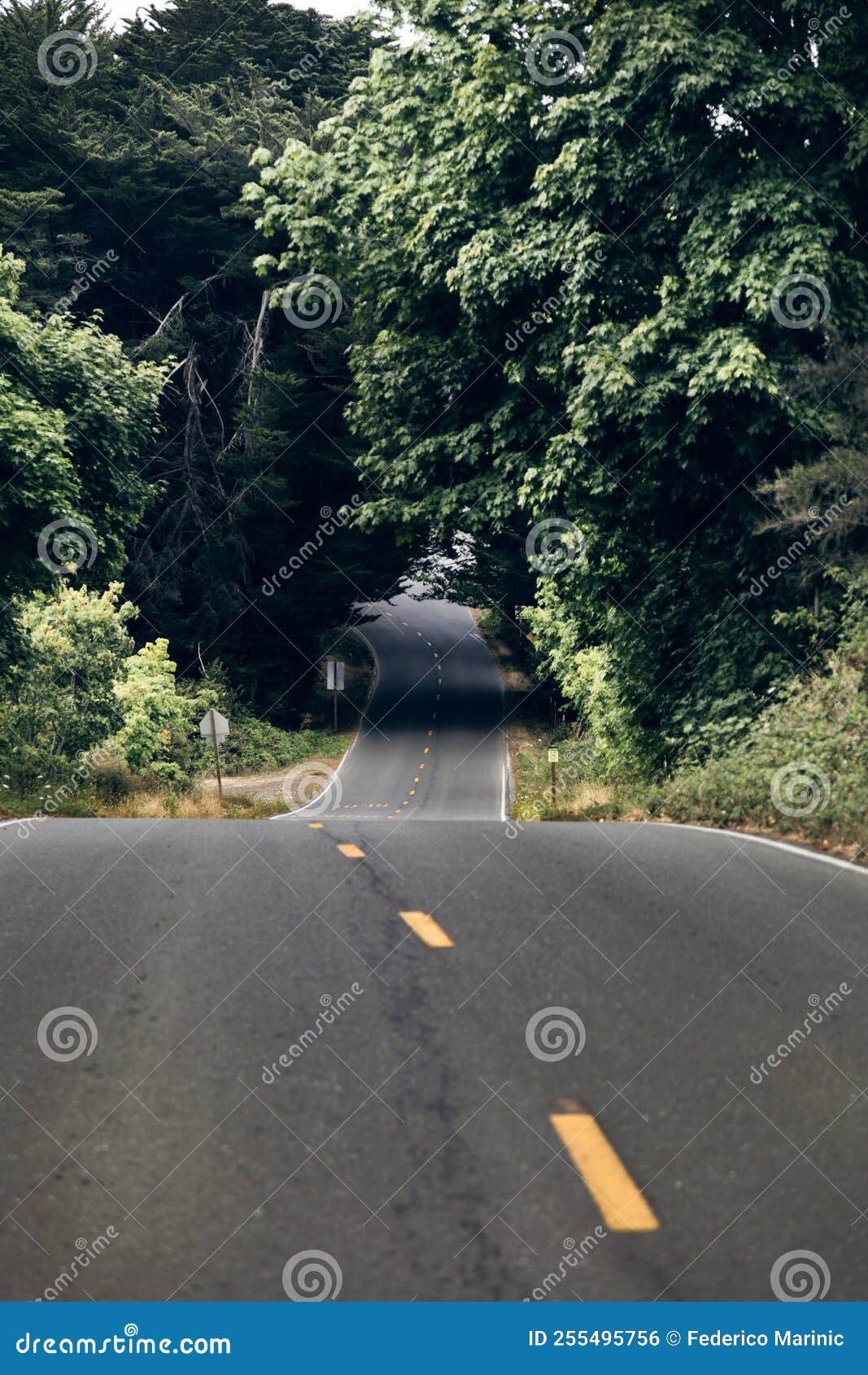 Downhill Asphalt Road Passing through the Trees Stock Photo - Image of ...