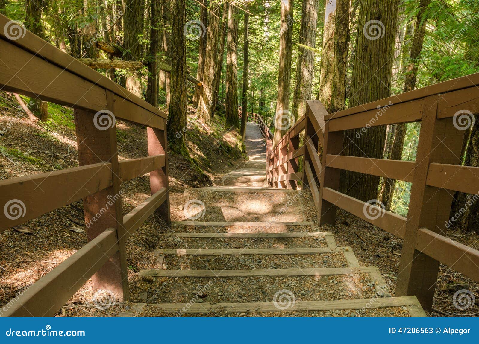 Downhill Forest Path stock image. Image of provincial - 47206563