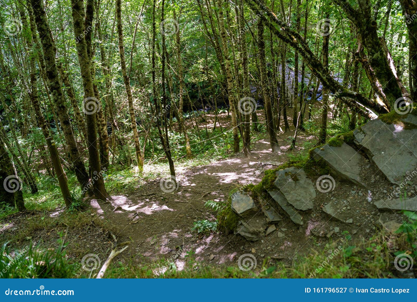 A Downhill Path in the Middle of the Forest Stock Image - Image of ...